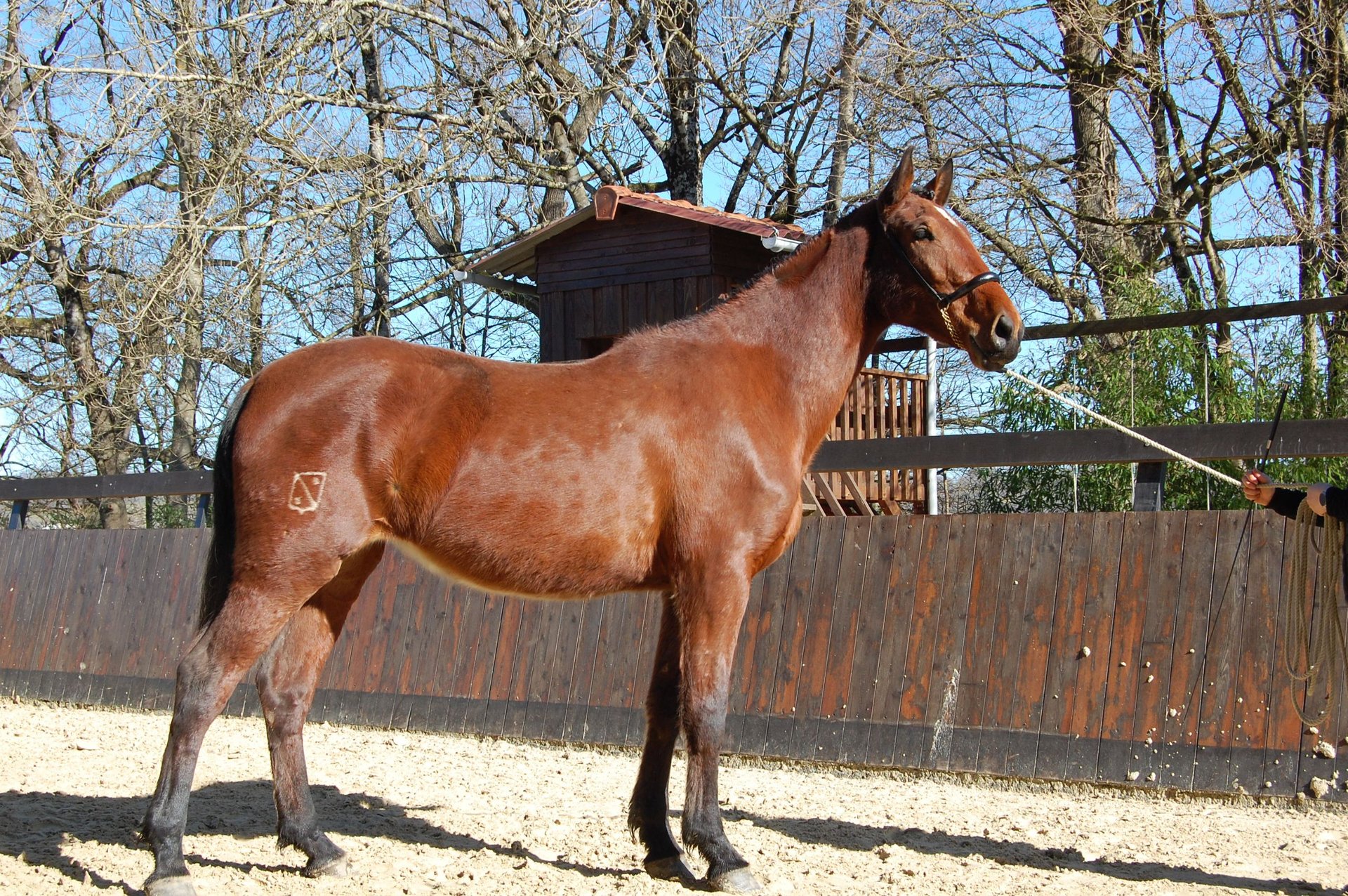 PRE Mare 4 years 16 hh in Caumont