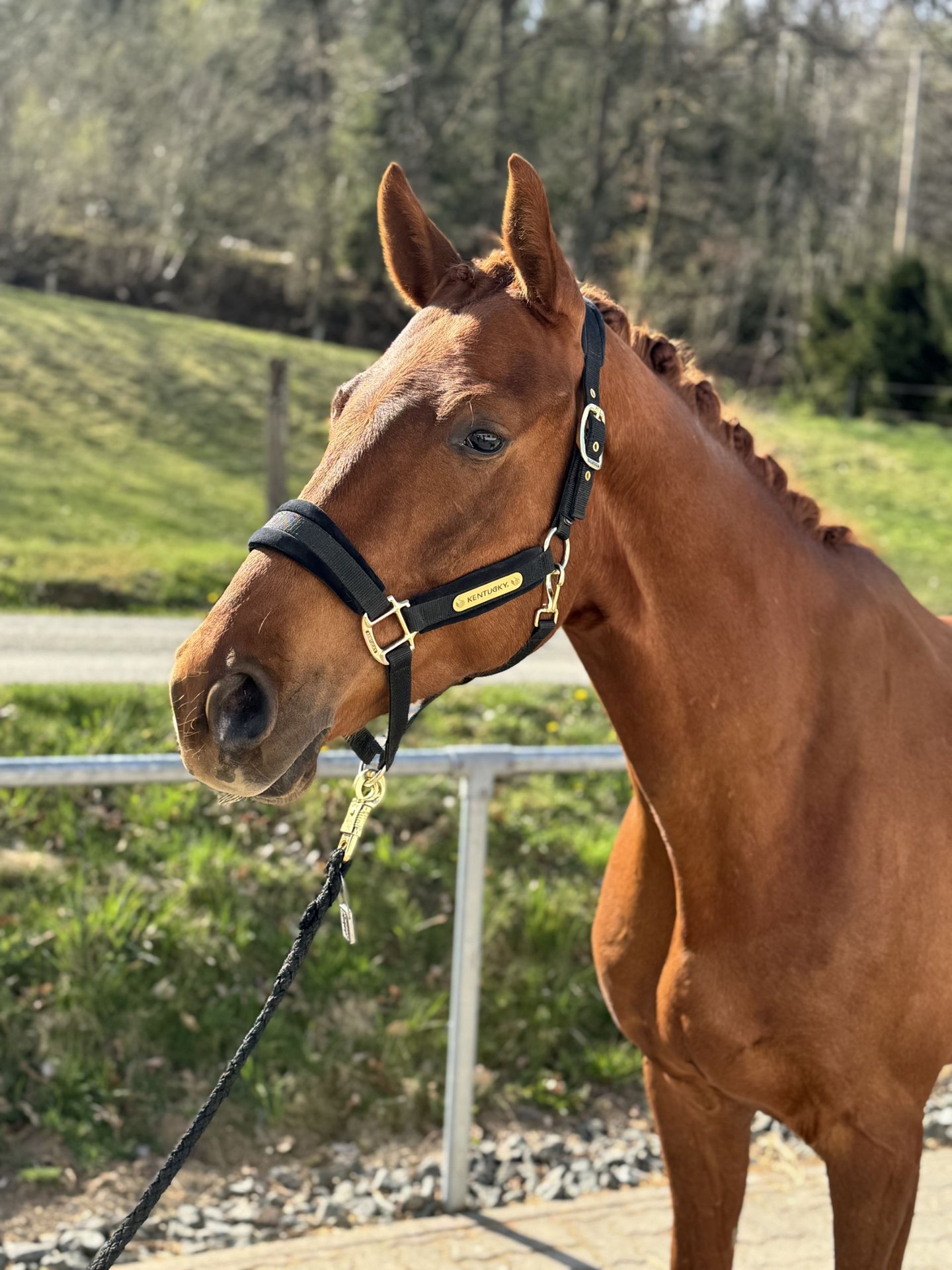 Oldenburg Gelding 6 years Chestnut-Red in WilnsdorfWilnsdorf