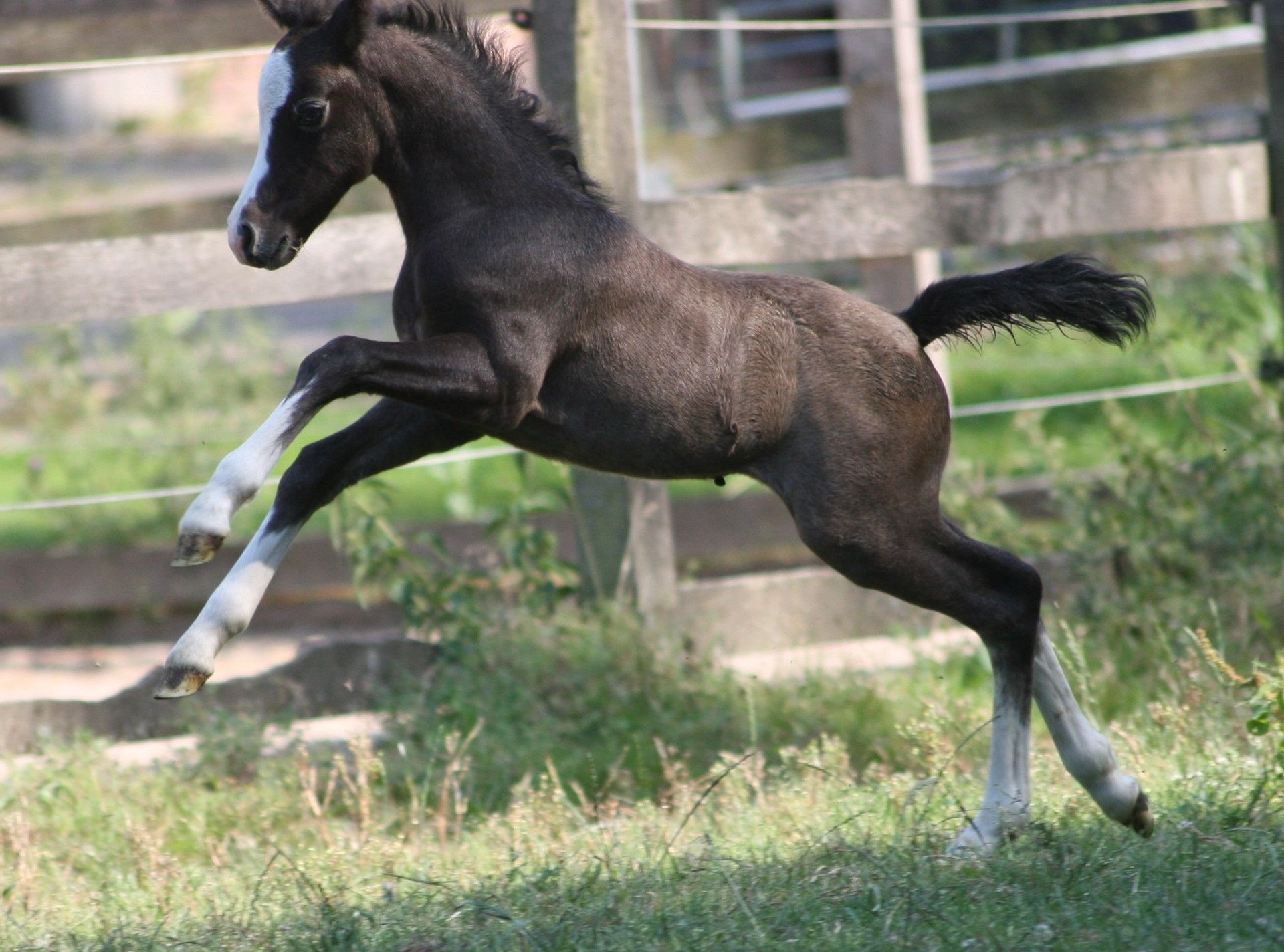 Welsh-A Étalon 2 Ans Gris in Erwitte