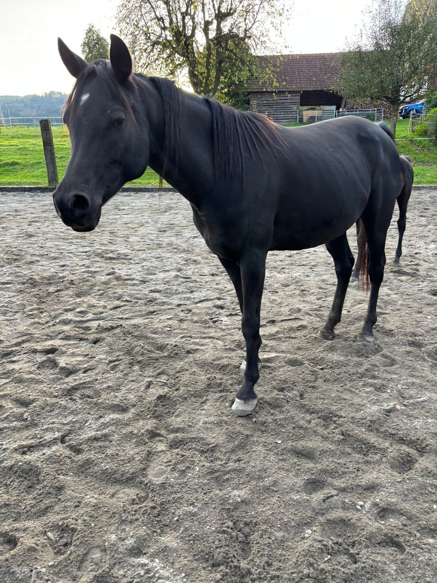 Volbloed Arabier Merrie 9 Jaar 158 cm Zwart in Haslach
