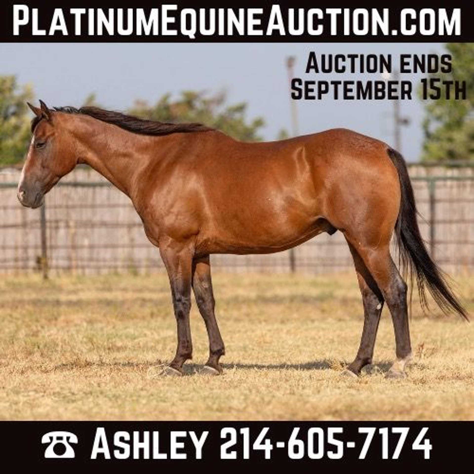 American Quarter Horse Gelding 12 years 15 hh Roan-Bay in Weatherford TX