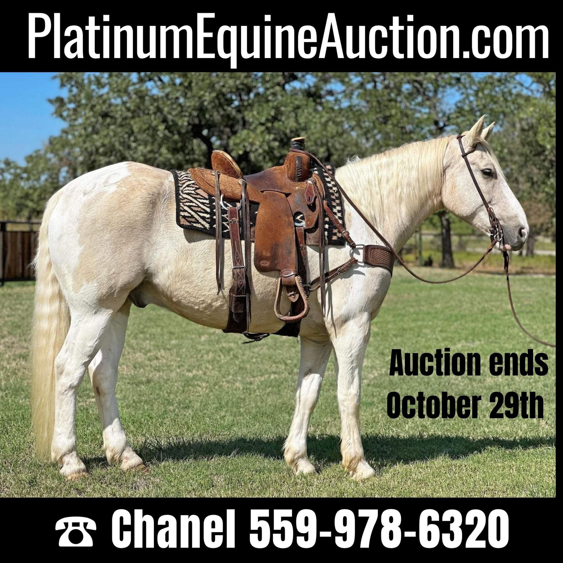 Draft Horse Gelding 8 years Palomino in Jacksboro TX