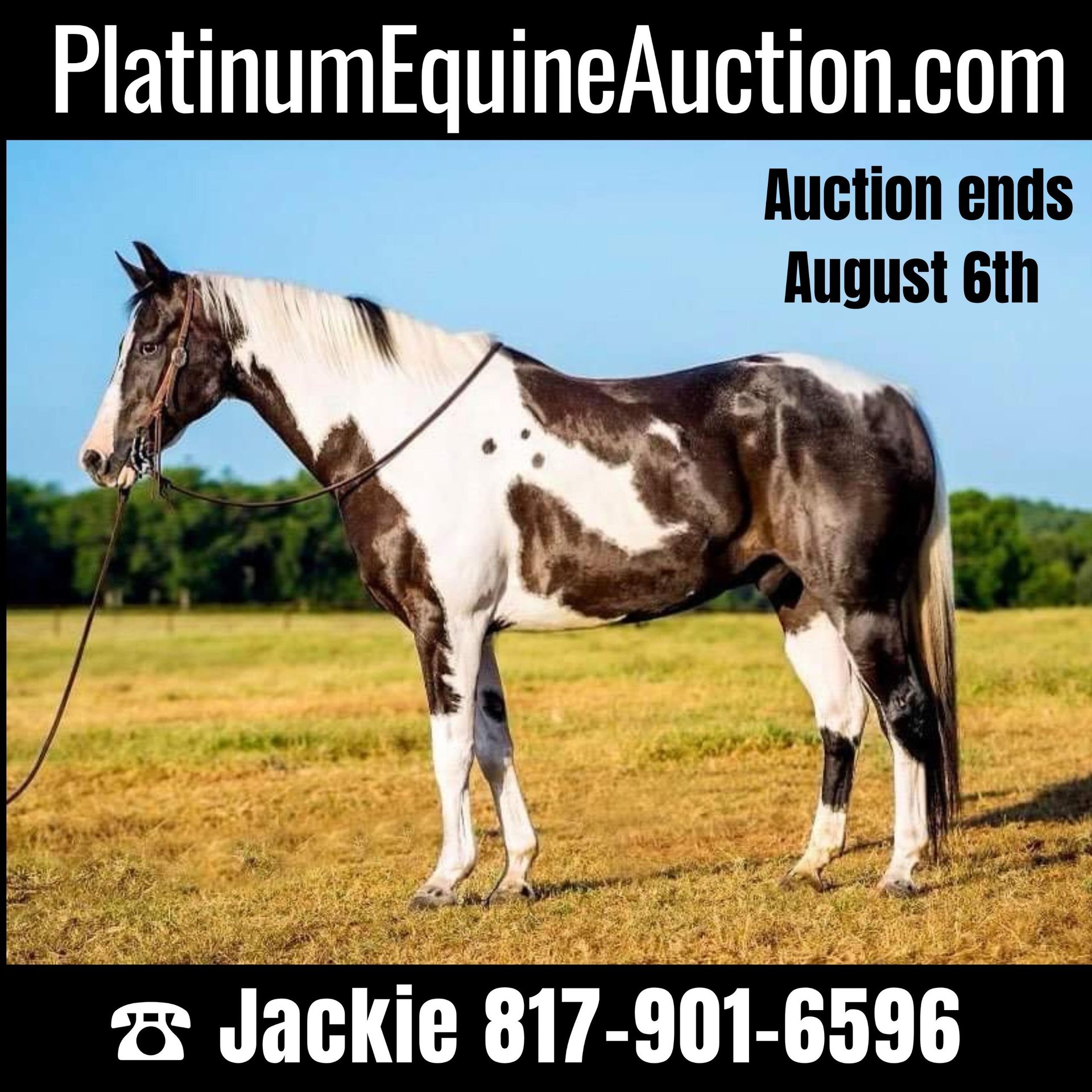 American Quarter Horse Gelding 14 years 15 hh Tobiano-all-colors in ...