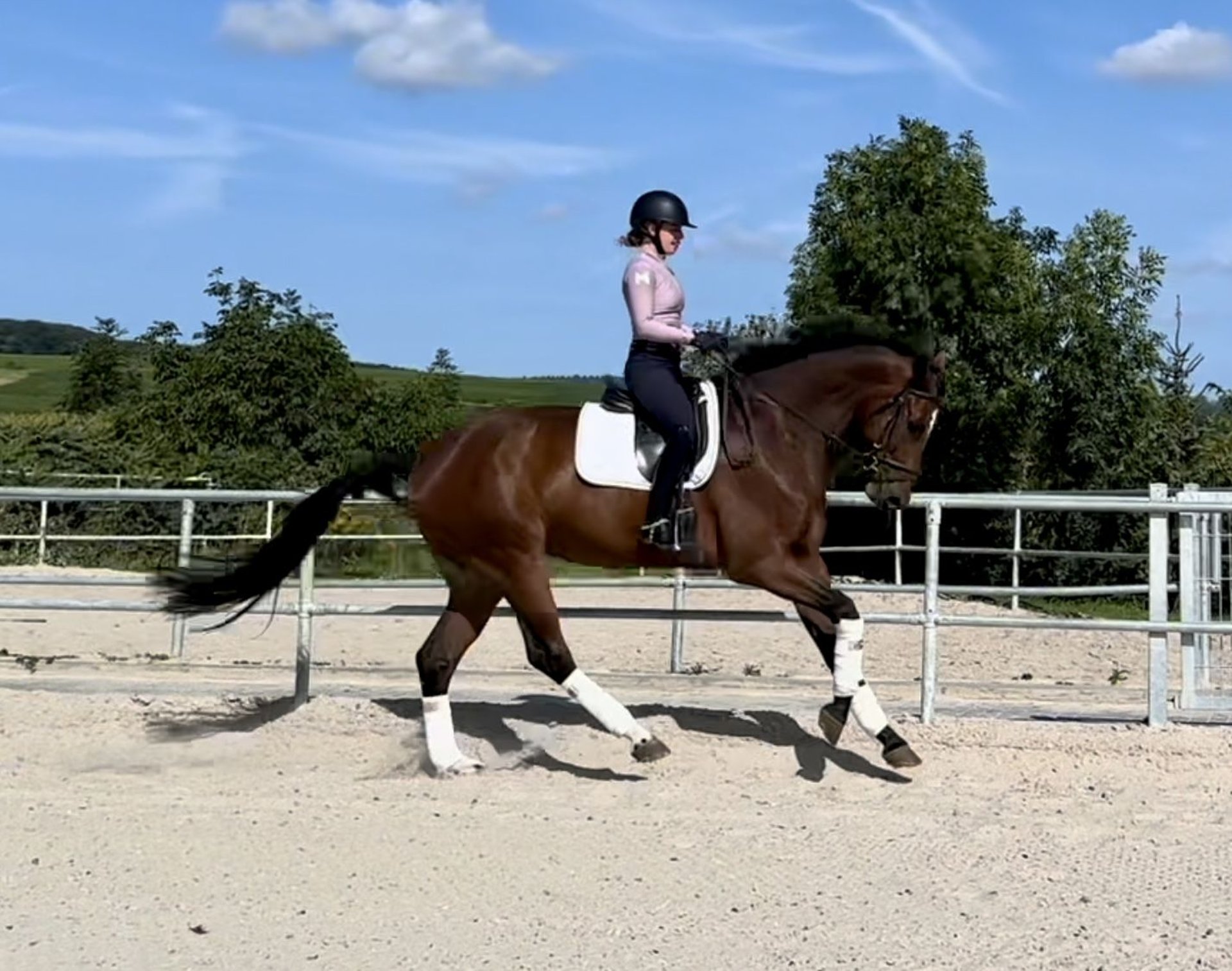 Westphalian Gelding 4 years 17,1 hh Brown in Windesheim