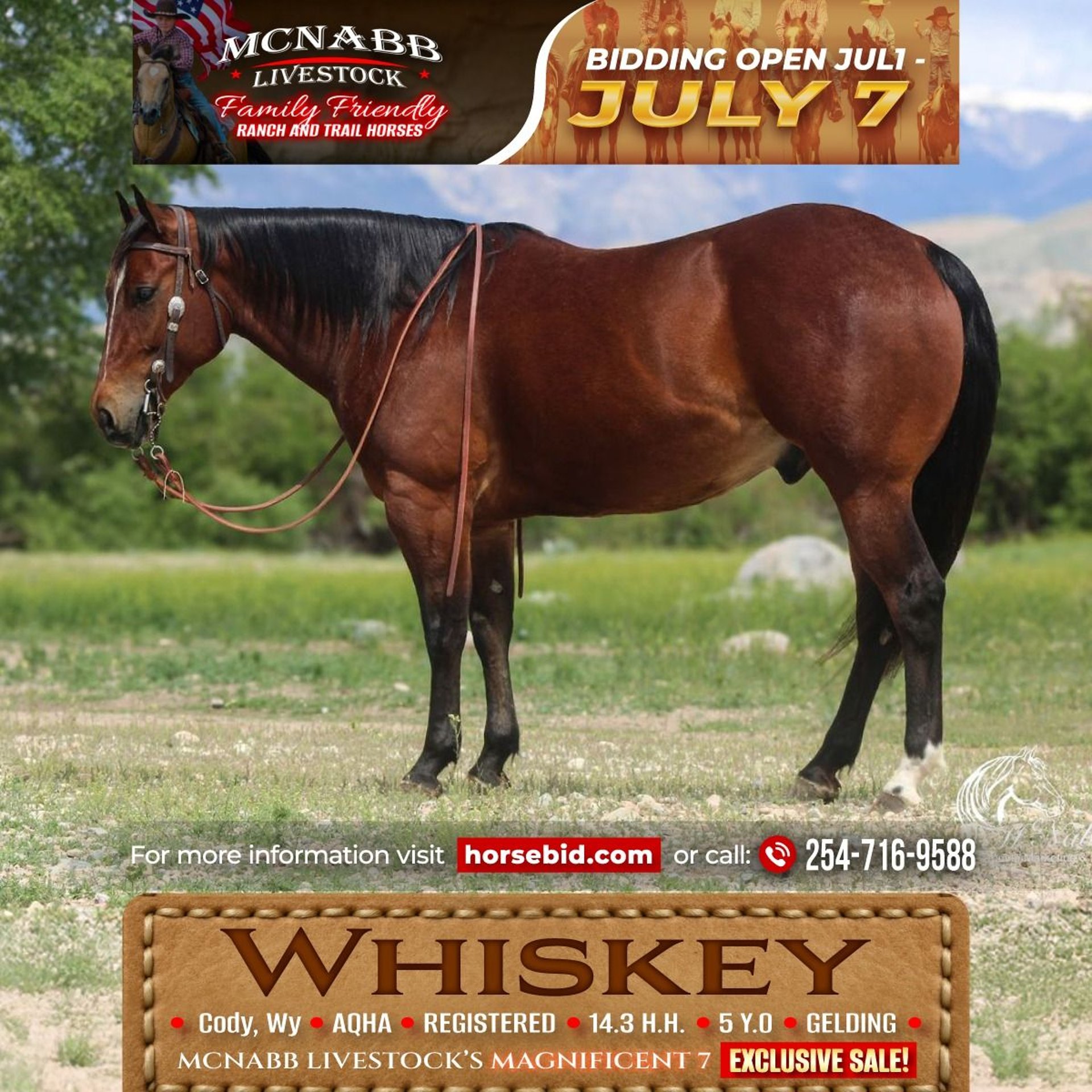 American Quarter Horse Wallach 5 Jahre Rotbrauner in Cody