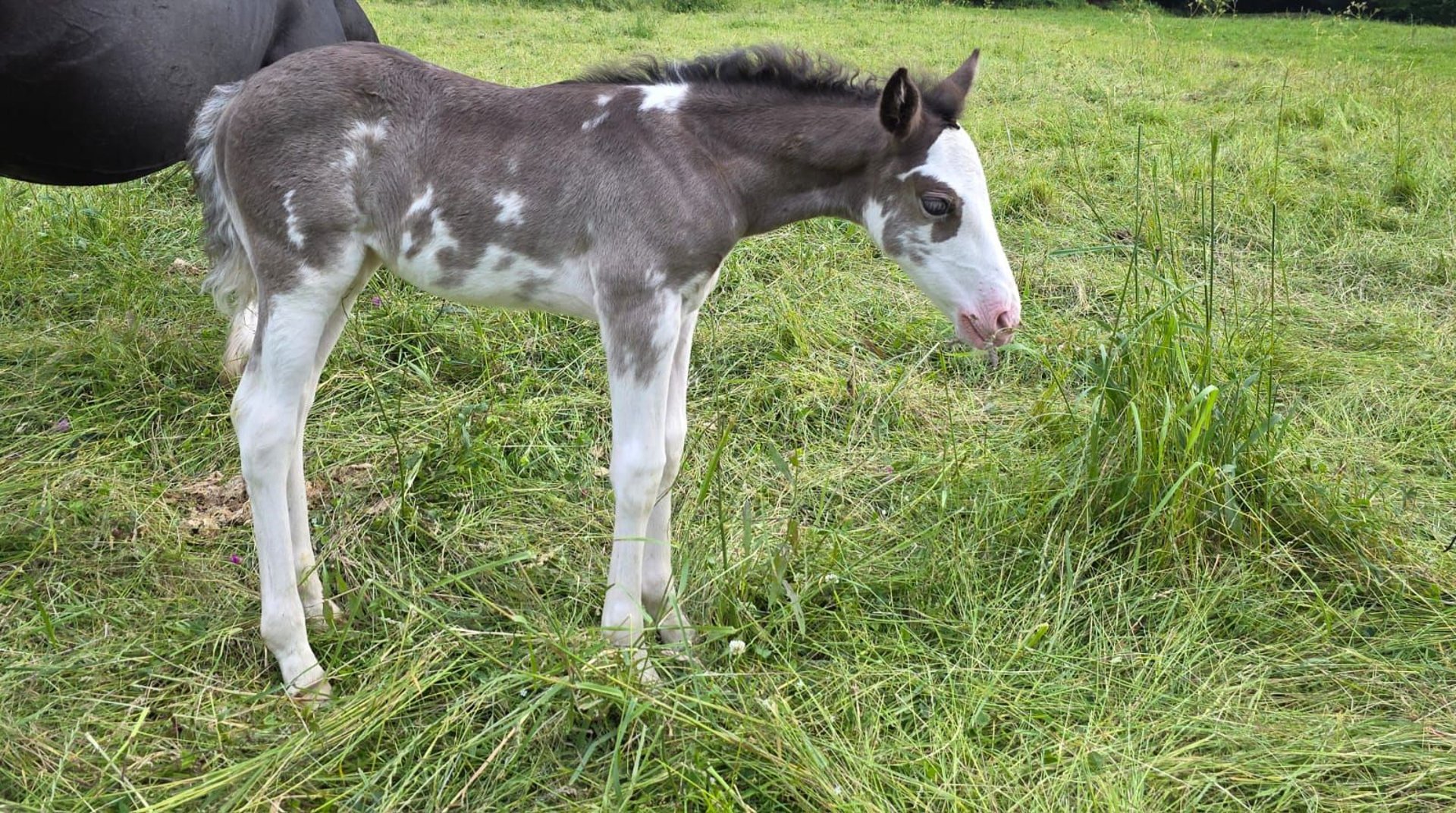 Criollo Mare Foal (05/2025) 14,2 hh Overo-all-colors in Sommerkahl