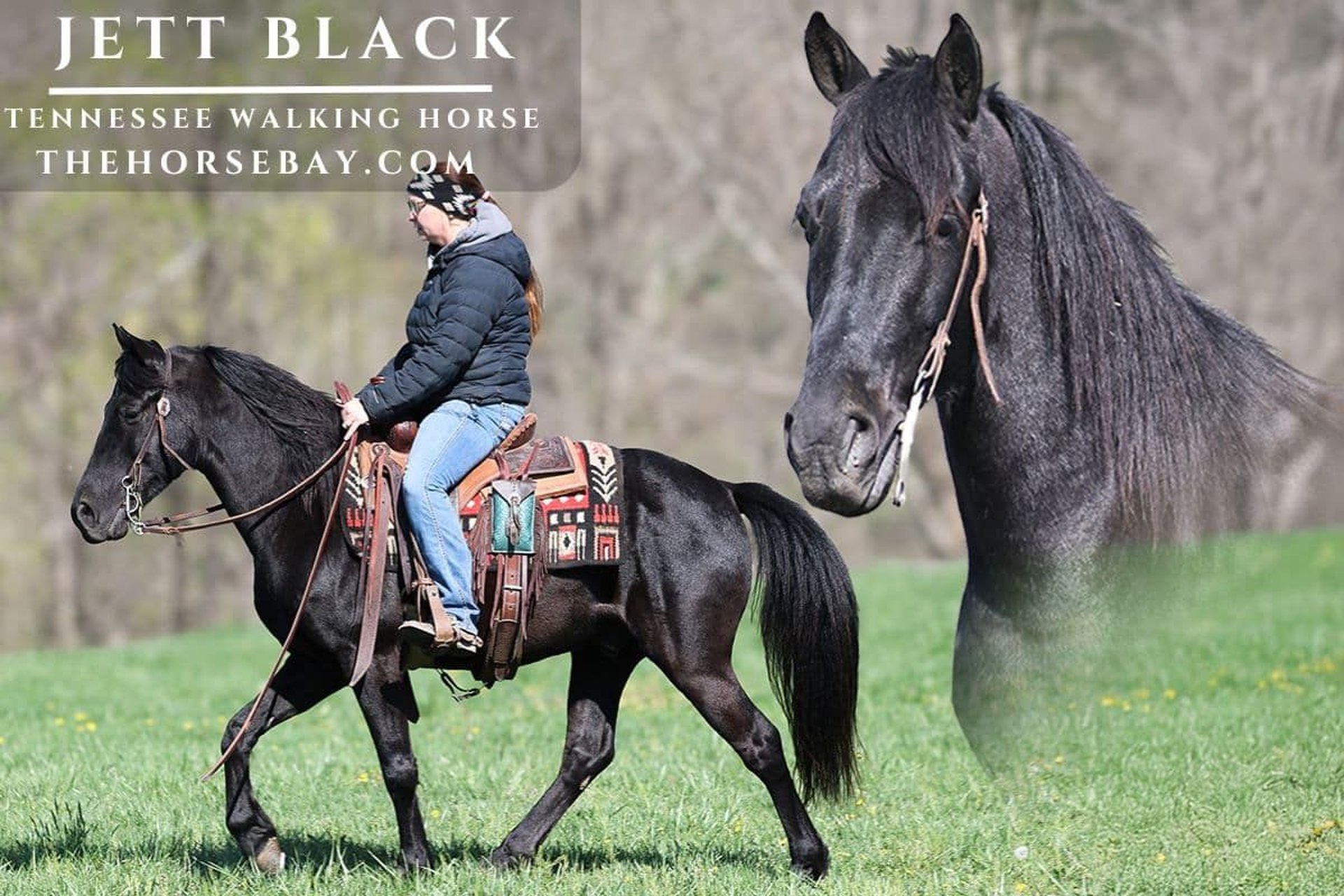 Tennessee Walking Horse Wallach 6 Jahre 142 cm Rappe in Parkers Lake, KY