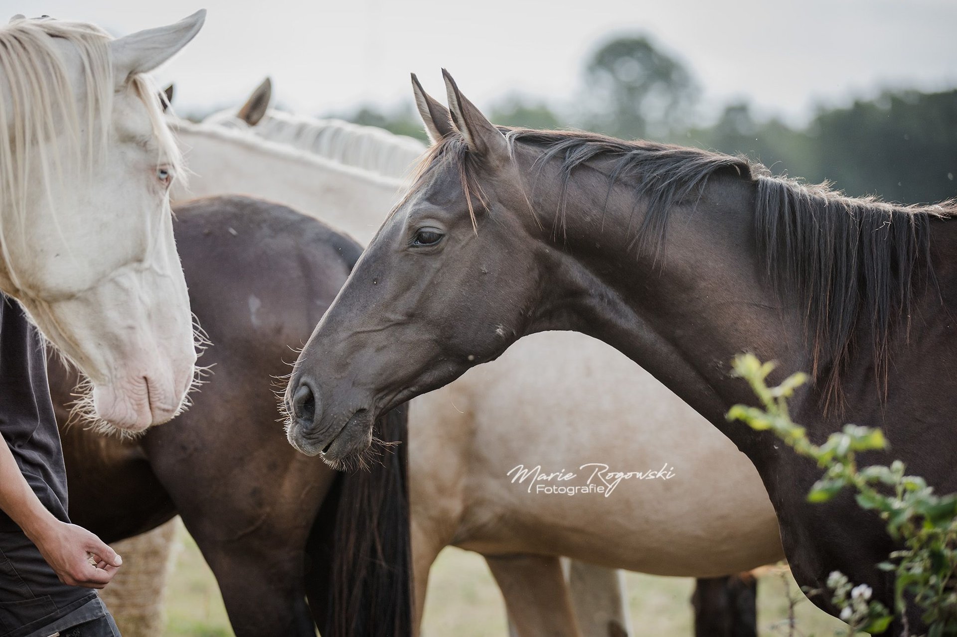 Thoroughbred Stallion 5 years Black in Beaumont pied-de-boeuf