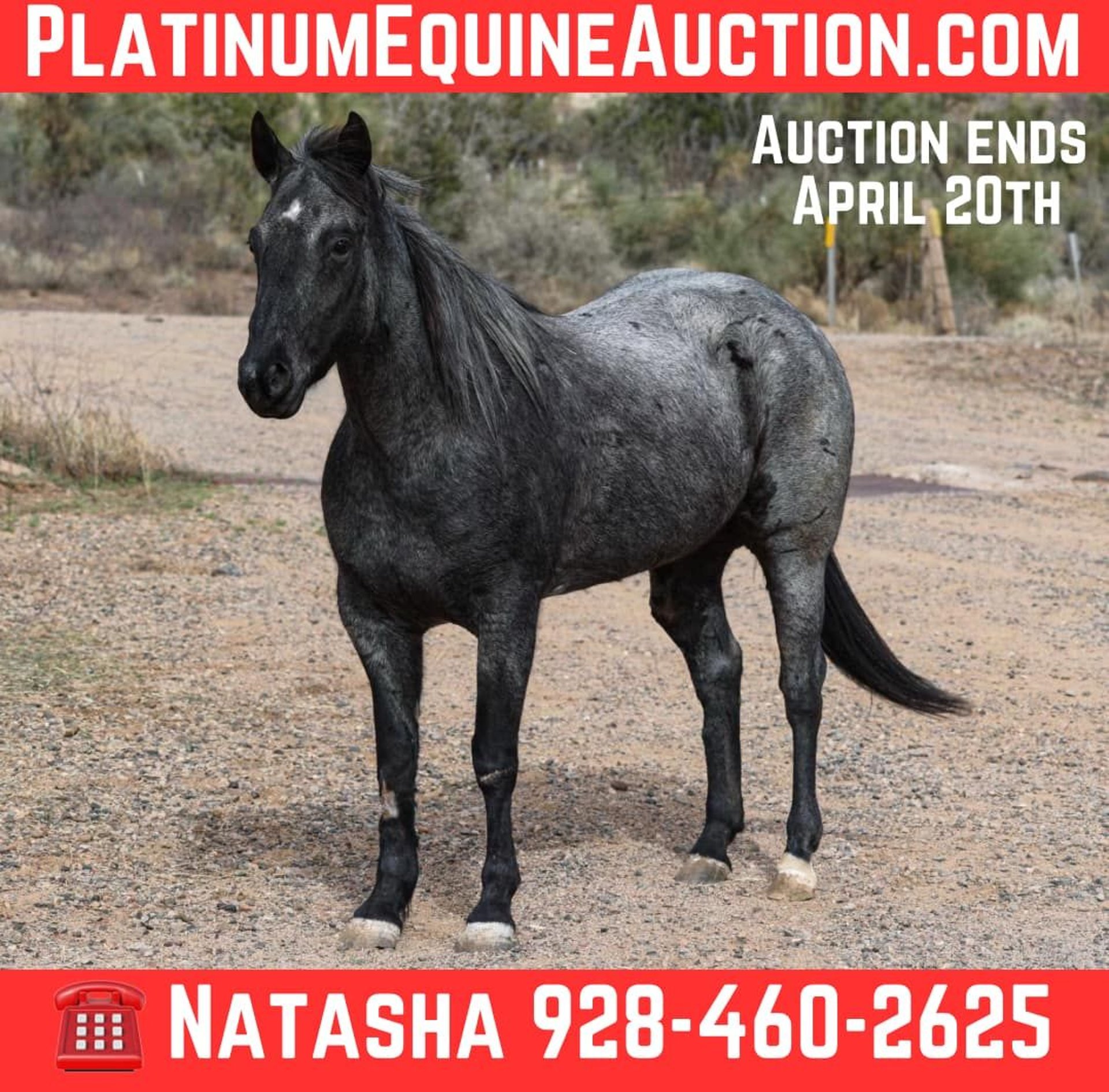 Caballo cuarto de milla Caballo castrado 7 años 150 cm Ruano azulado in ...