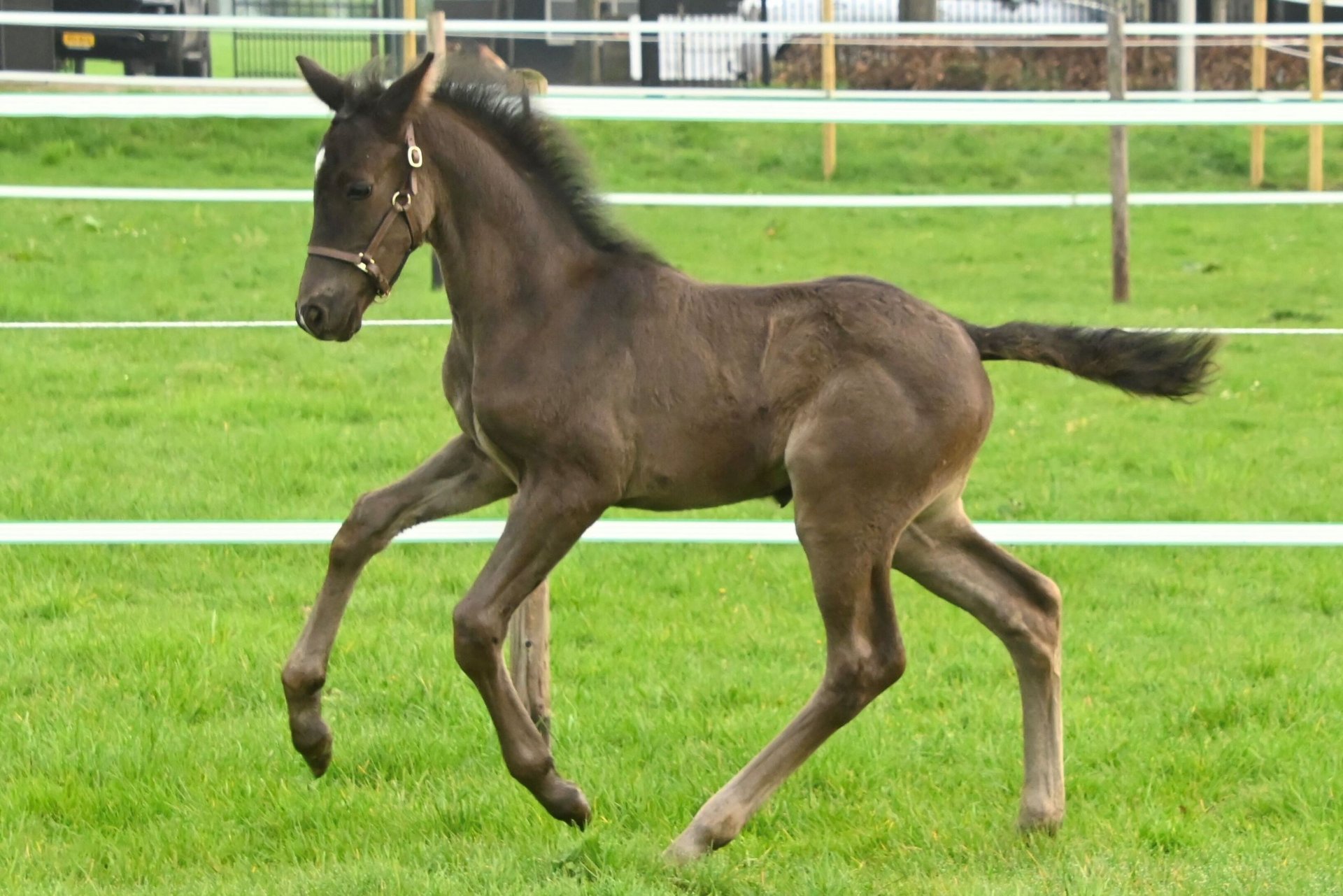 KWPN Hingst Föl (01/2024) Svart in Tilburg