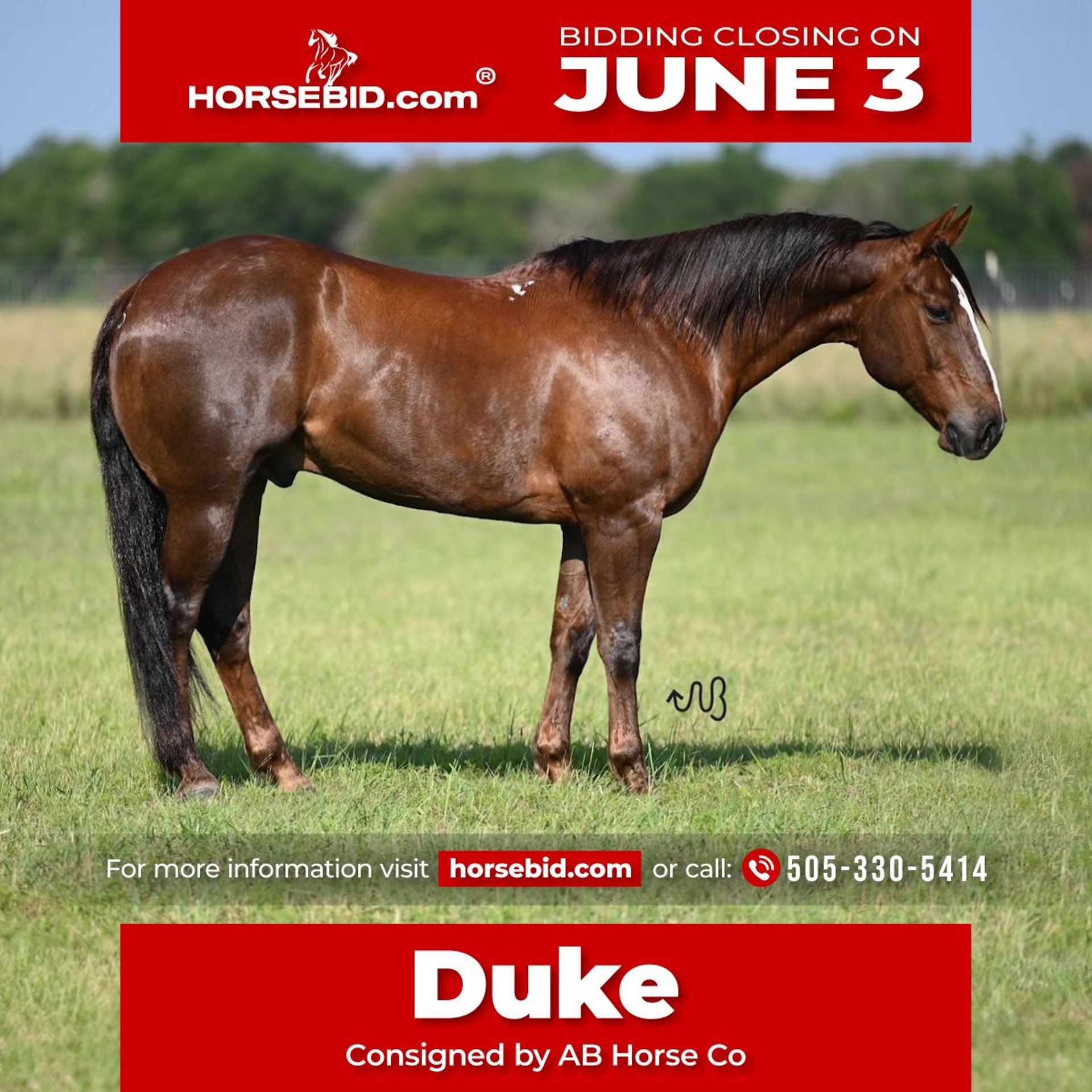 American Quarter Horse Gelding 11 years 15 hh Sorrel in Waco