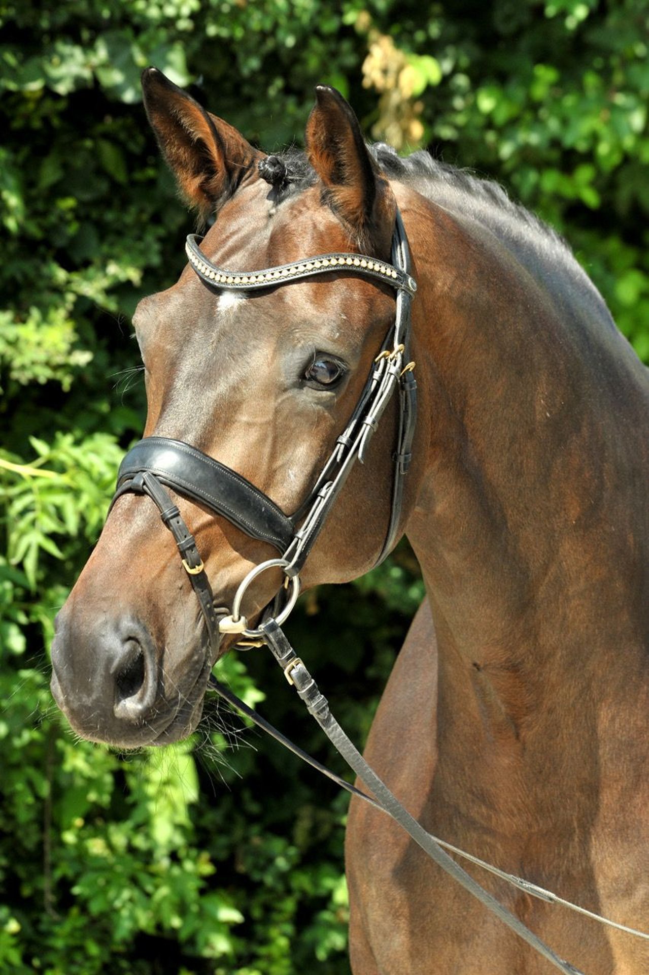 Hanoverian Gelding 15 years Bay-Dark in Brunnthal