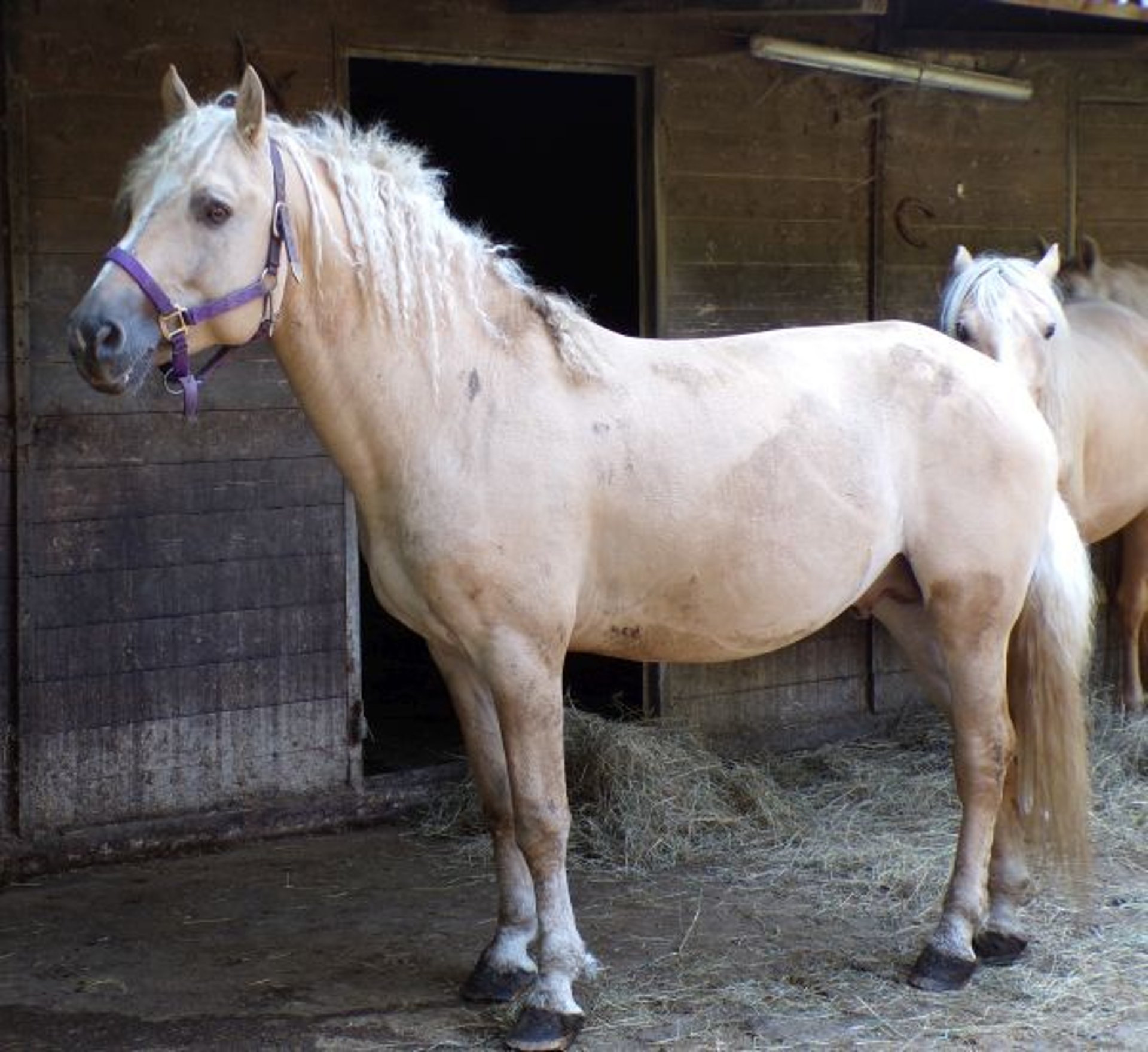 Curly horse Stallion 7 years 14,2 hh Dunalino in Arnbruck