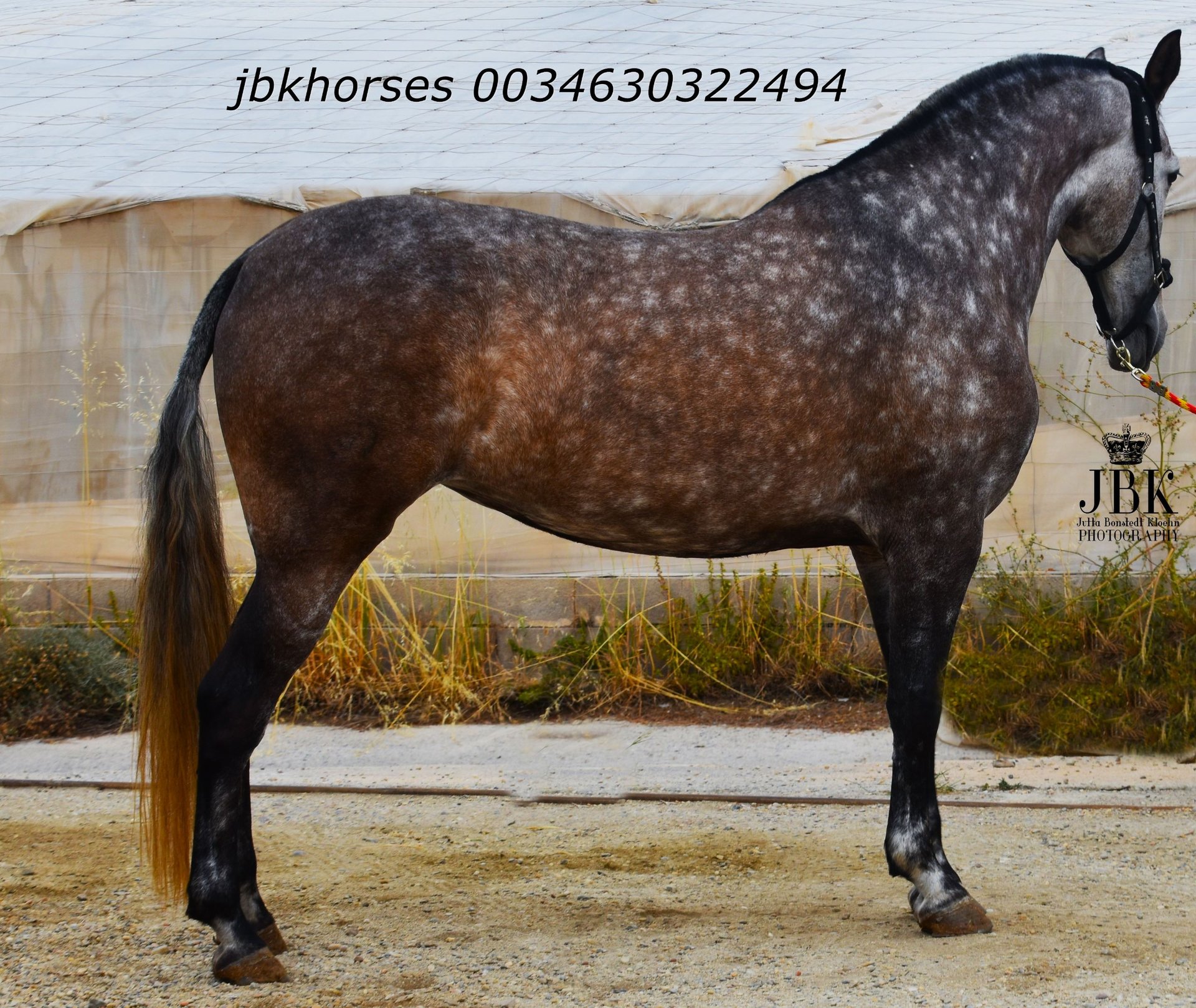 PRE Mix Mare 6 years 16,1 hh Gray in Tabernas Almería