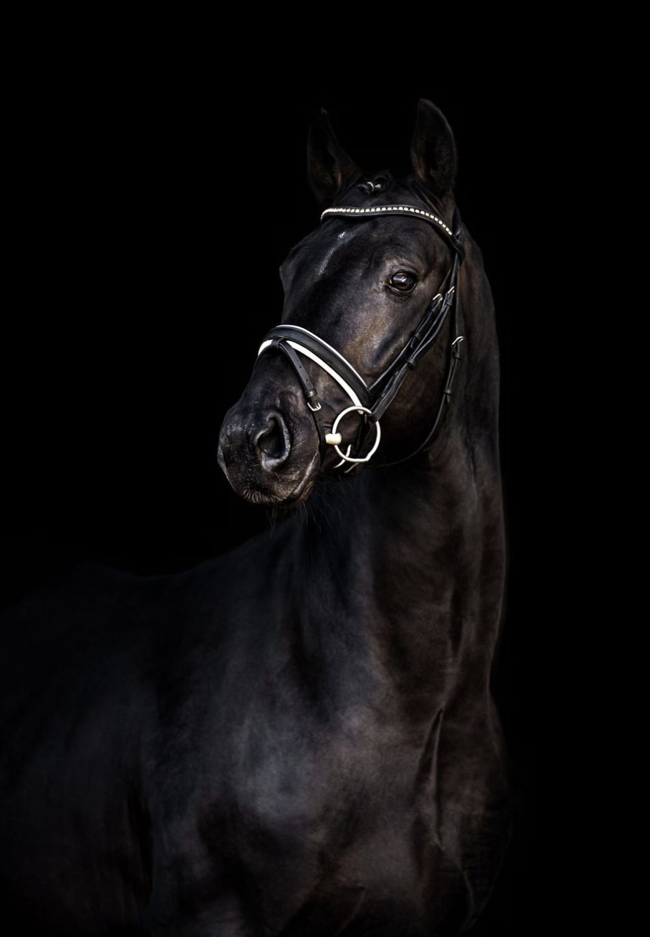German Sport Horse Gelding 8 years 16,3 hh Bay-Dark in Schönwalde