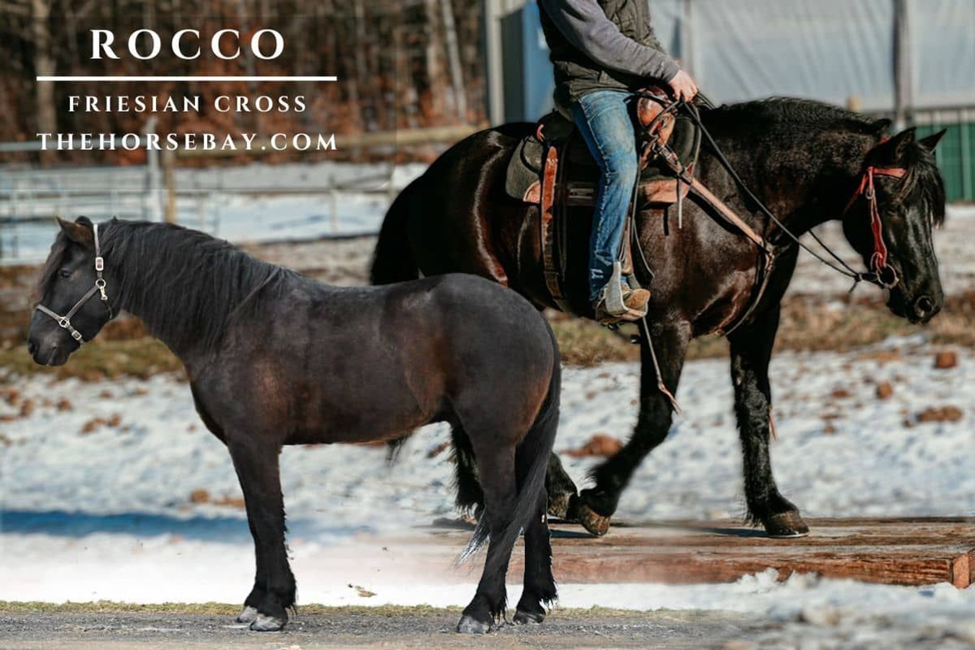 Friesian horses Mix Gelding 7 years 16 hh Black in Warsaw, NY