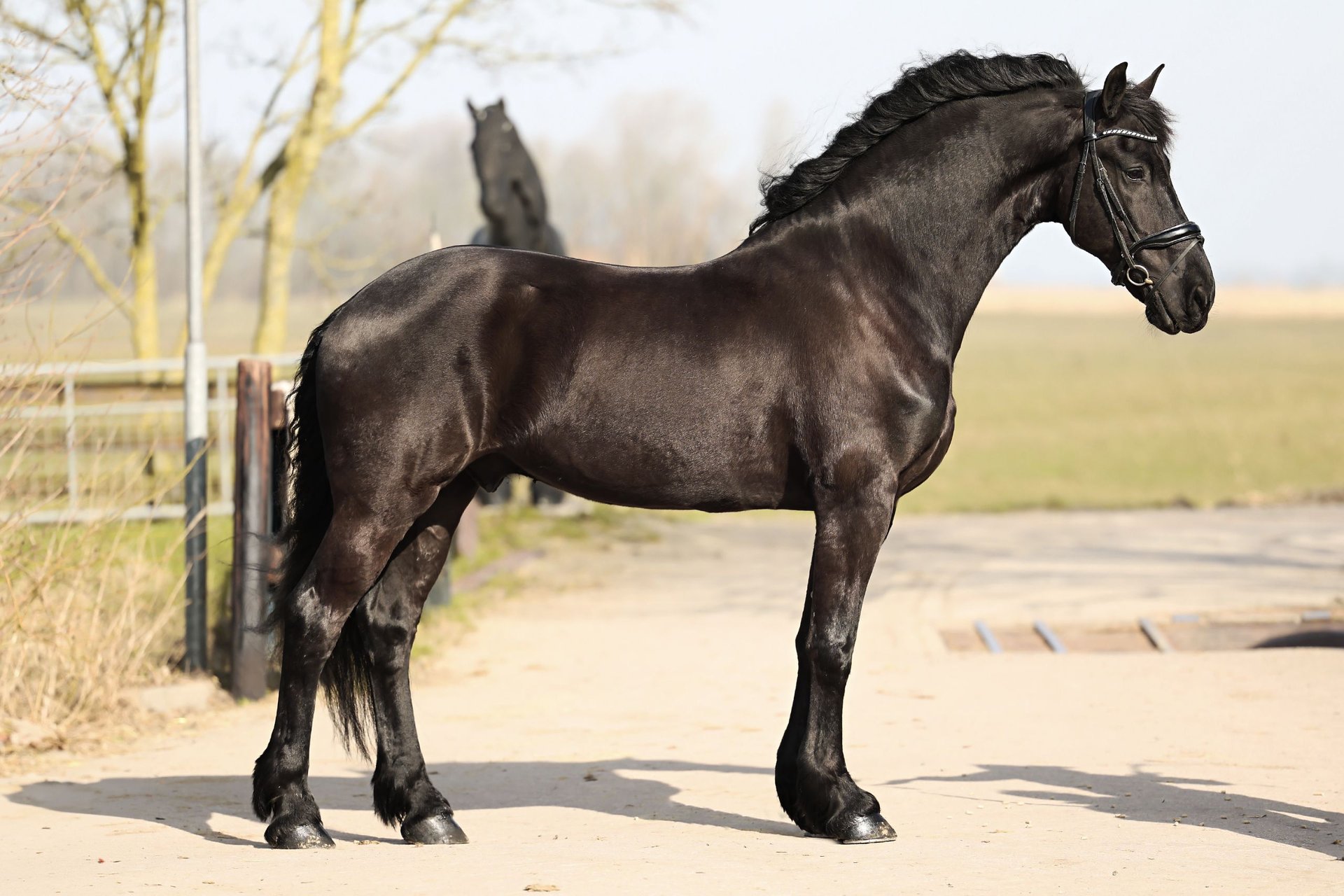 Friesian horses Gelding 9 years 16,2 hh Black in Britswert