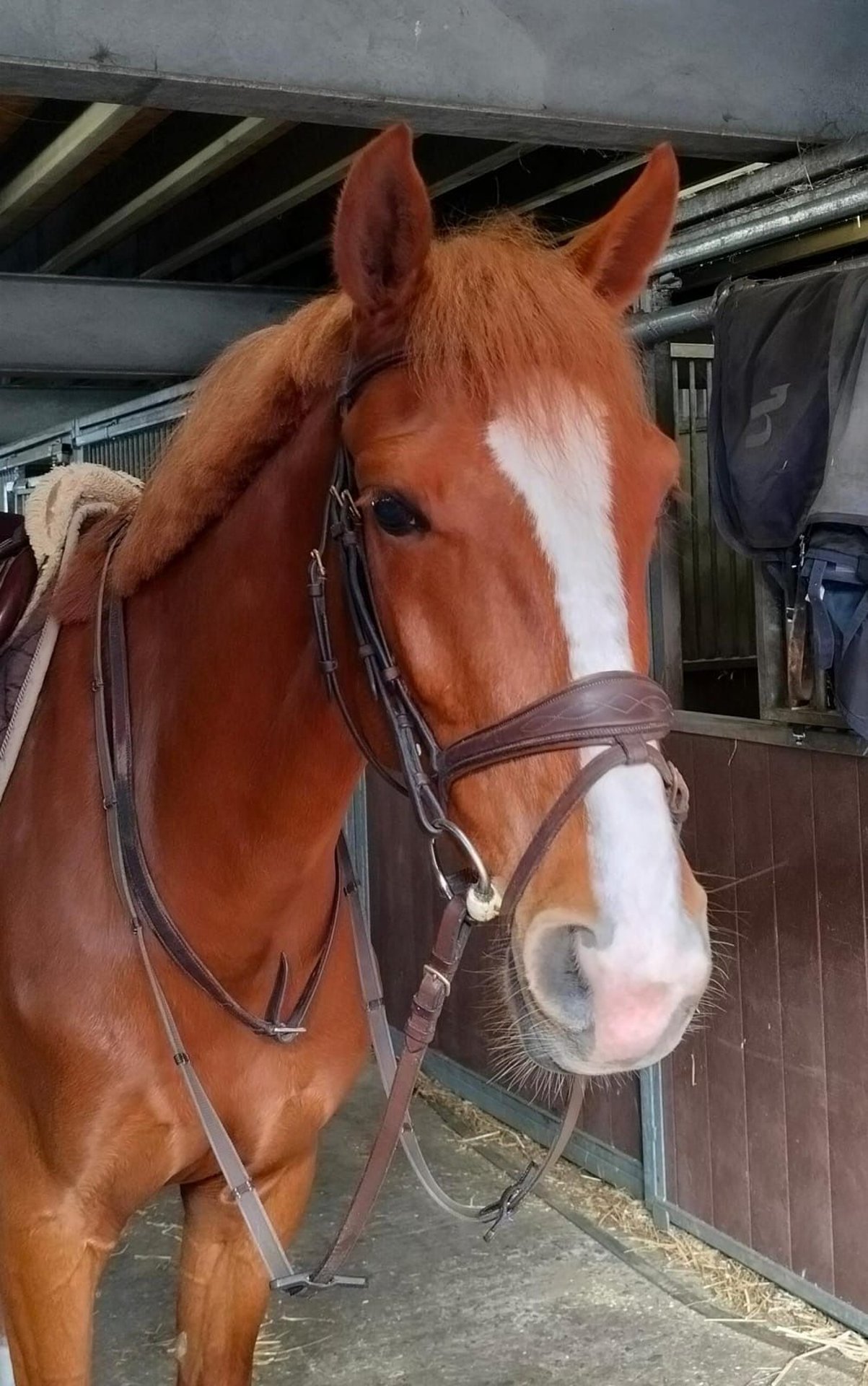 Belgian Sport Horse Gelding 4 years 16 hh Chestnut-Red in Merksplas