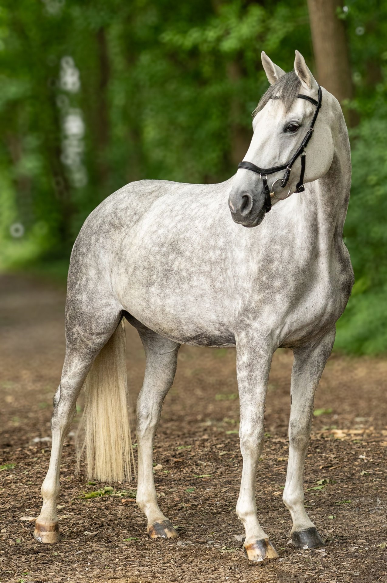 Oldenburg Mare 5 years 16,1 hh Grey in Warendorf