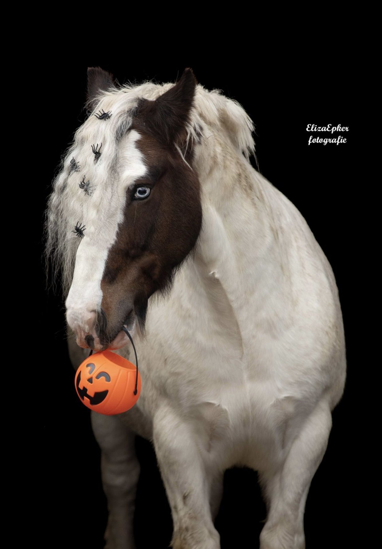 Tinker Ruin 12 Jaar 145 cm Gevlekt-paard in Berkel en Rodenrijs