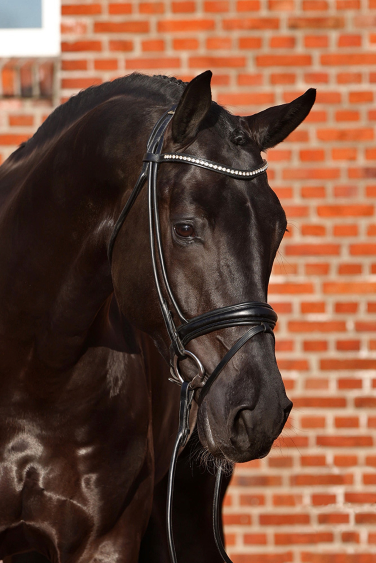 Oldenburger Springpferd Ogier Kara in Lemwerder