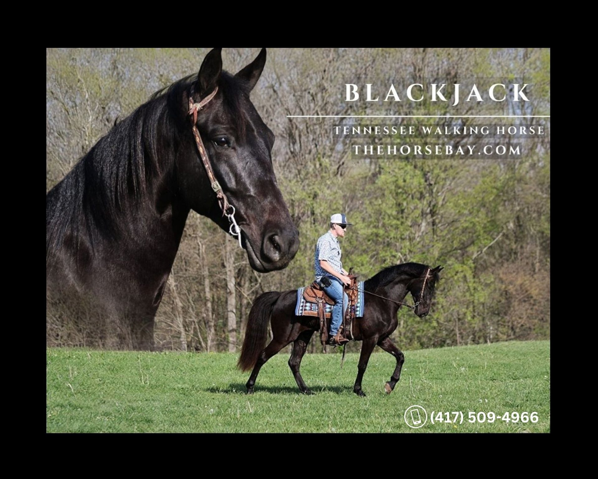 Tennessee Walking Horse Wallach 6 Jahre 152 cm Rappe in Parkers Lake, KY