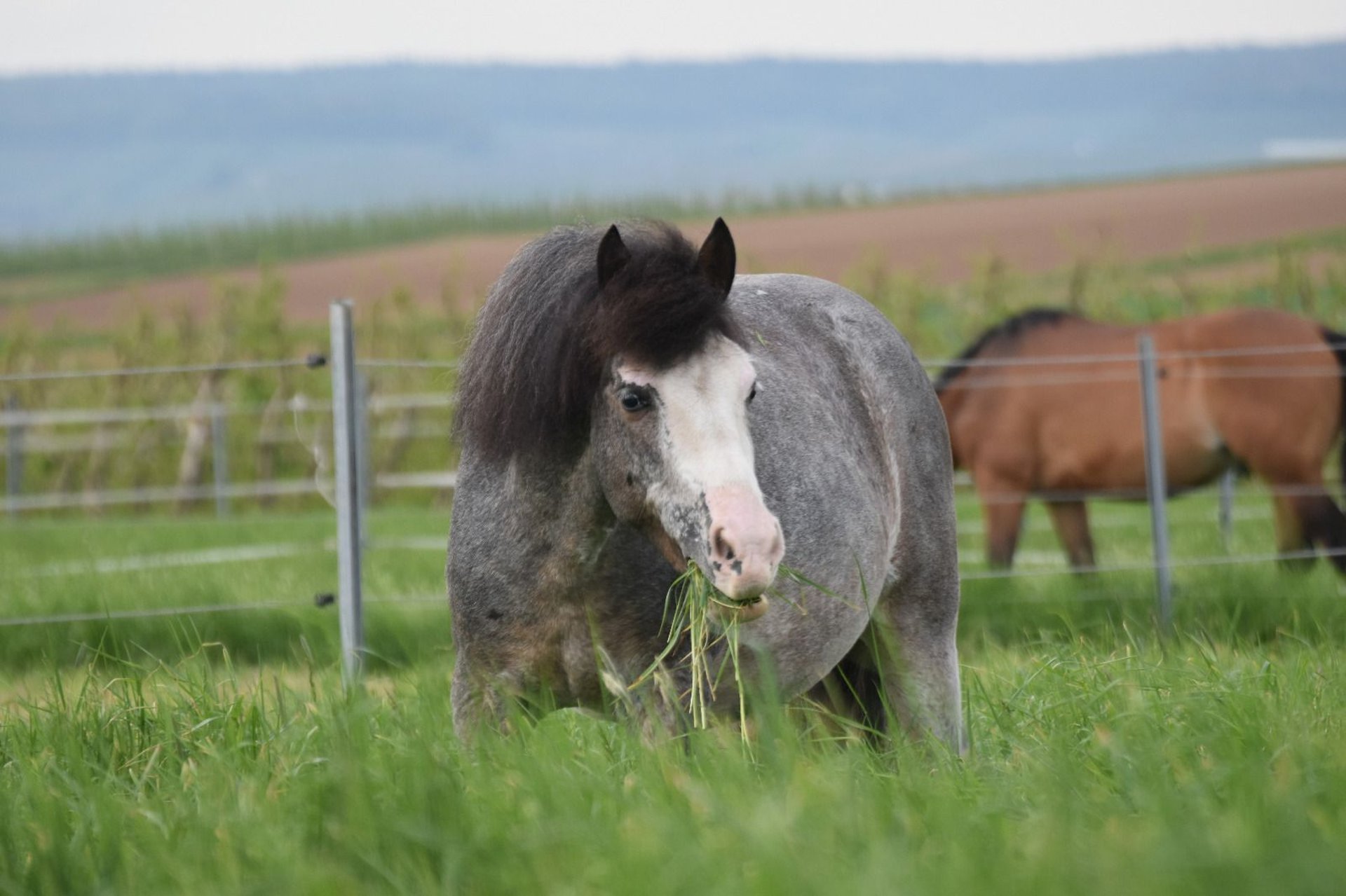 Criollo Mix Gelding 9 years 13,3 hh Can be white in Bönnigheim