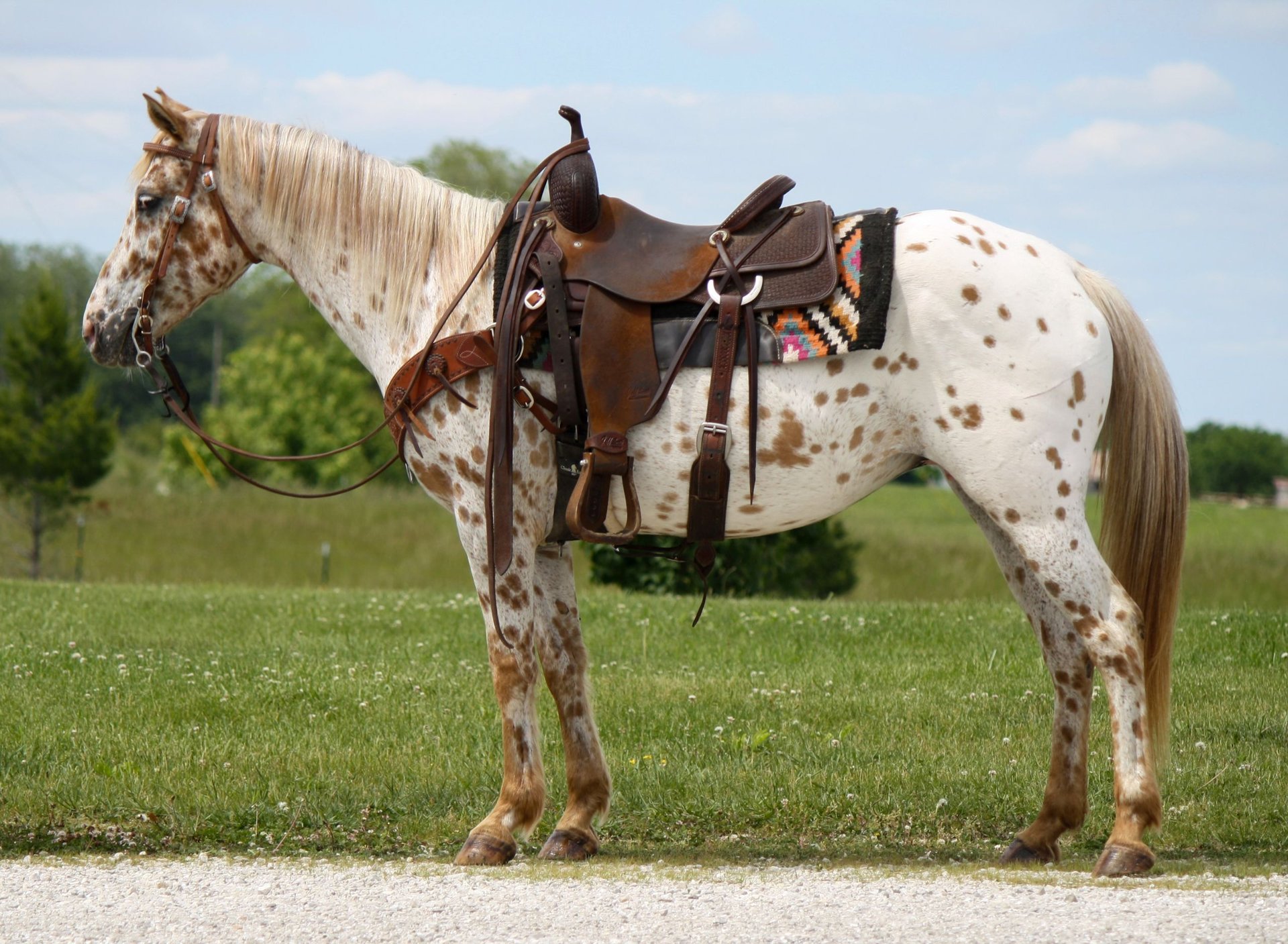 Appaloosa Mare 11 years Leopard-Piebald in Atlanta