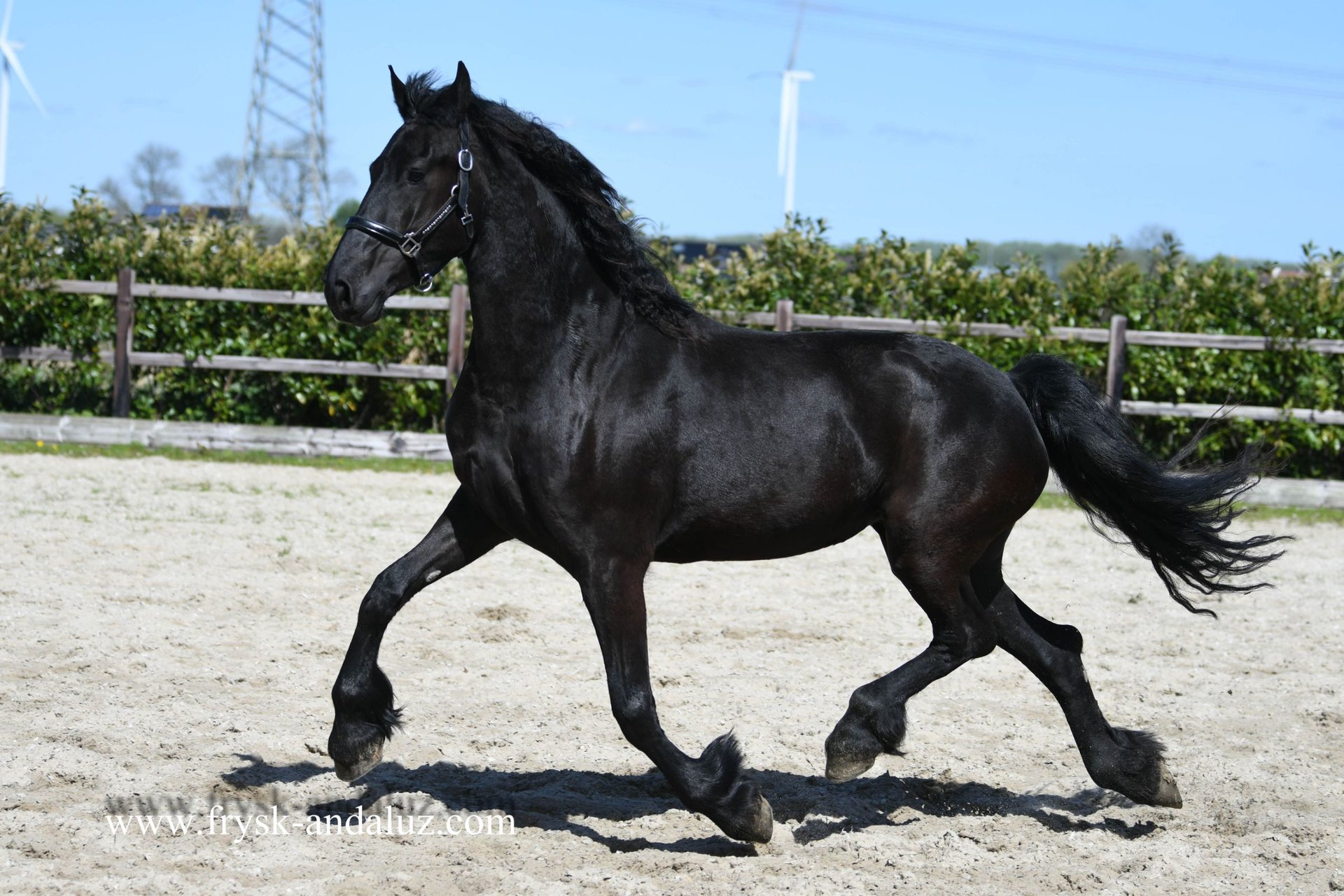 Fries paard Merrie 5 Jaar 160 cm Zwart in Mijnsheereland