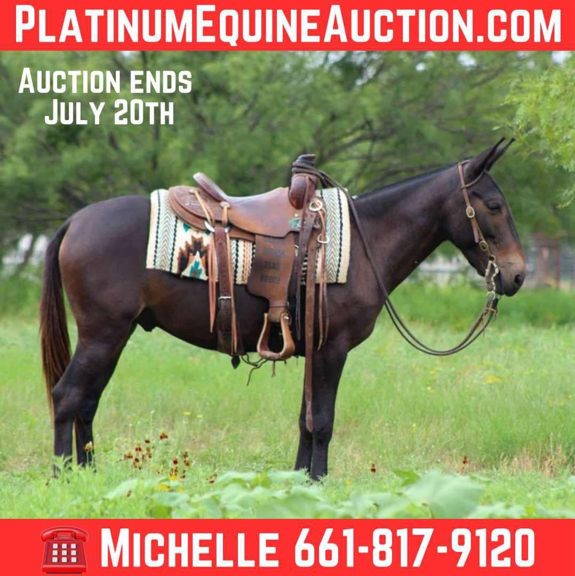 Mule Gelding 8 years 13,2 hh Black in Stephenville TX