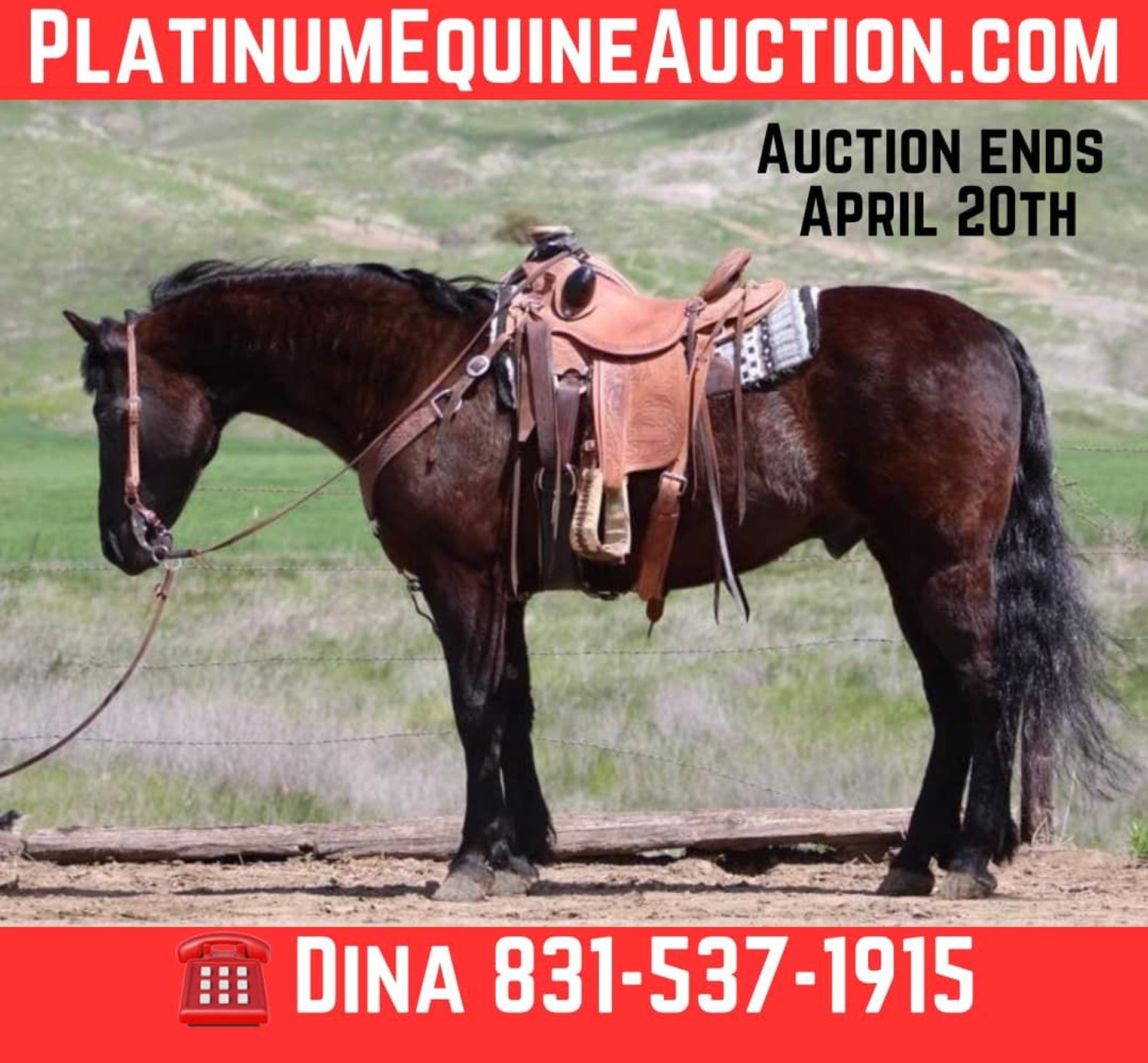 Friesen Wallach 11 Jahre 152 cm Rappe in Paicines CA