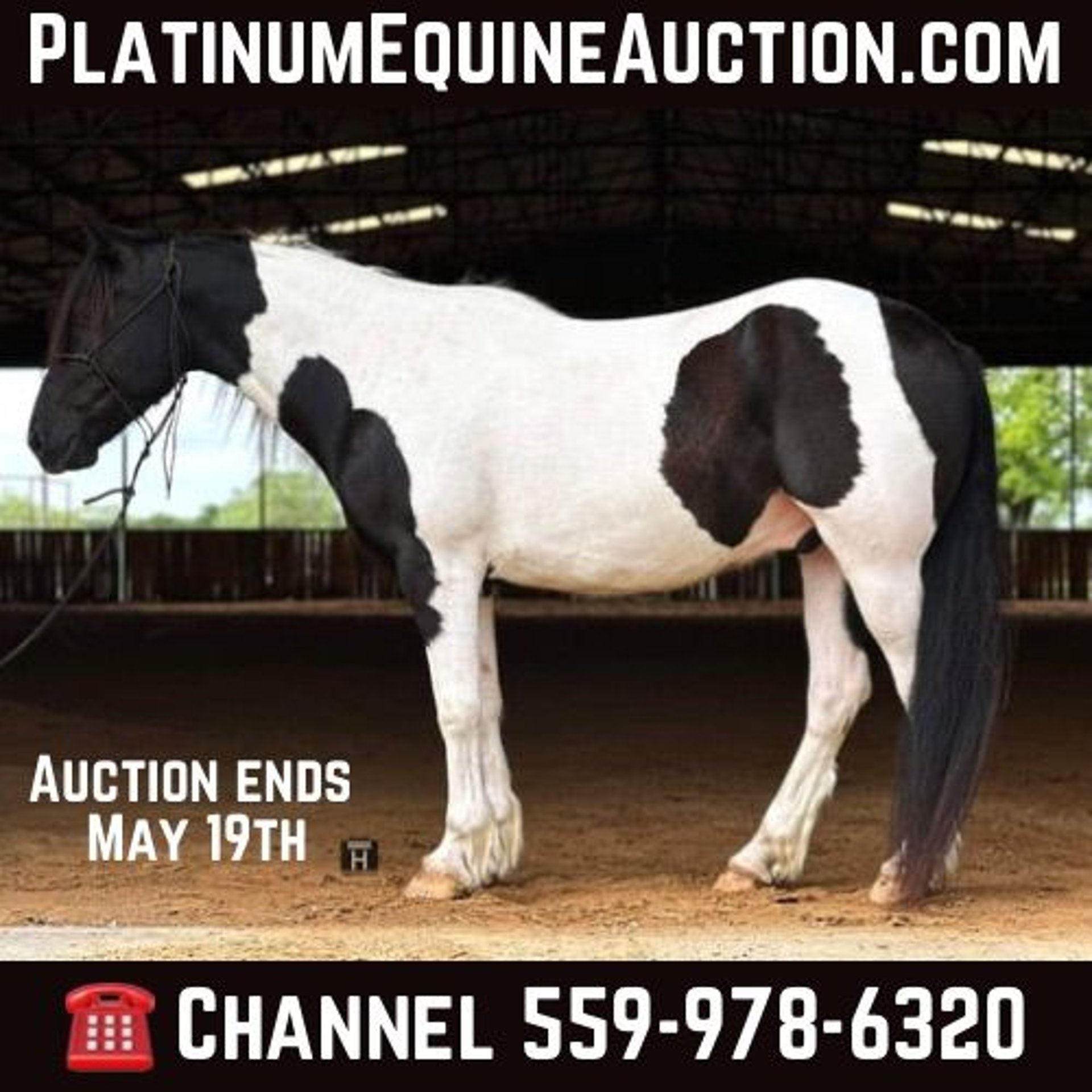 Gypsy Horse Gelding 13 years Tobiano-all-colors in Jacksboro TX