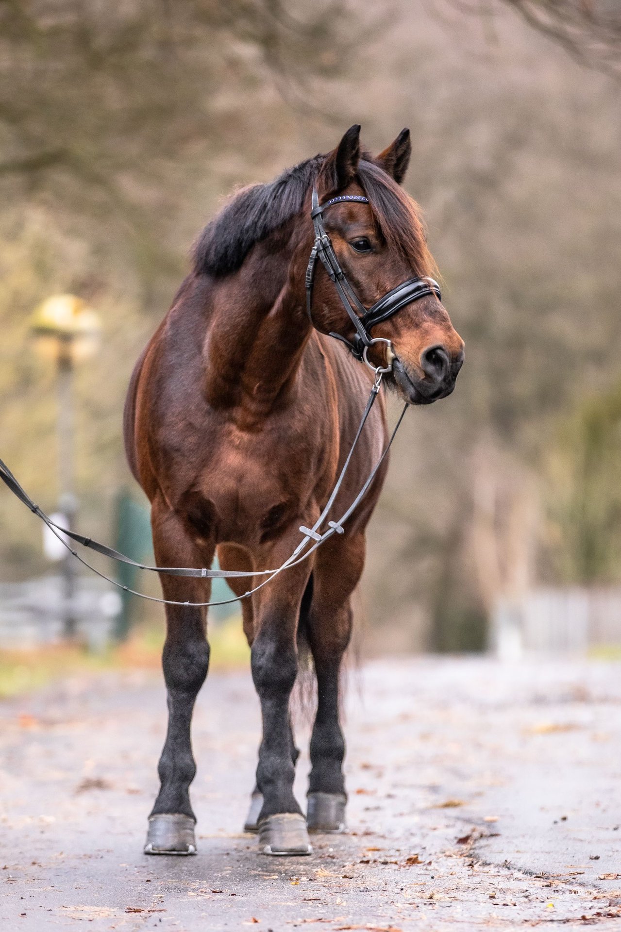Weitere Ponys/Kleinpferde Mix Wallach 11 Jahre 148 cm Dunkelbrauner in ...