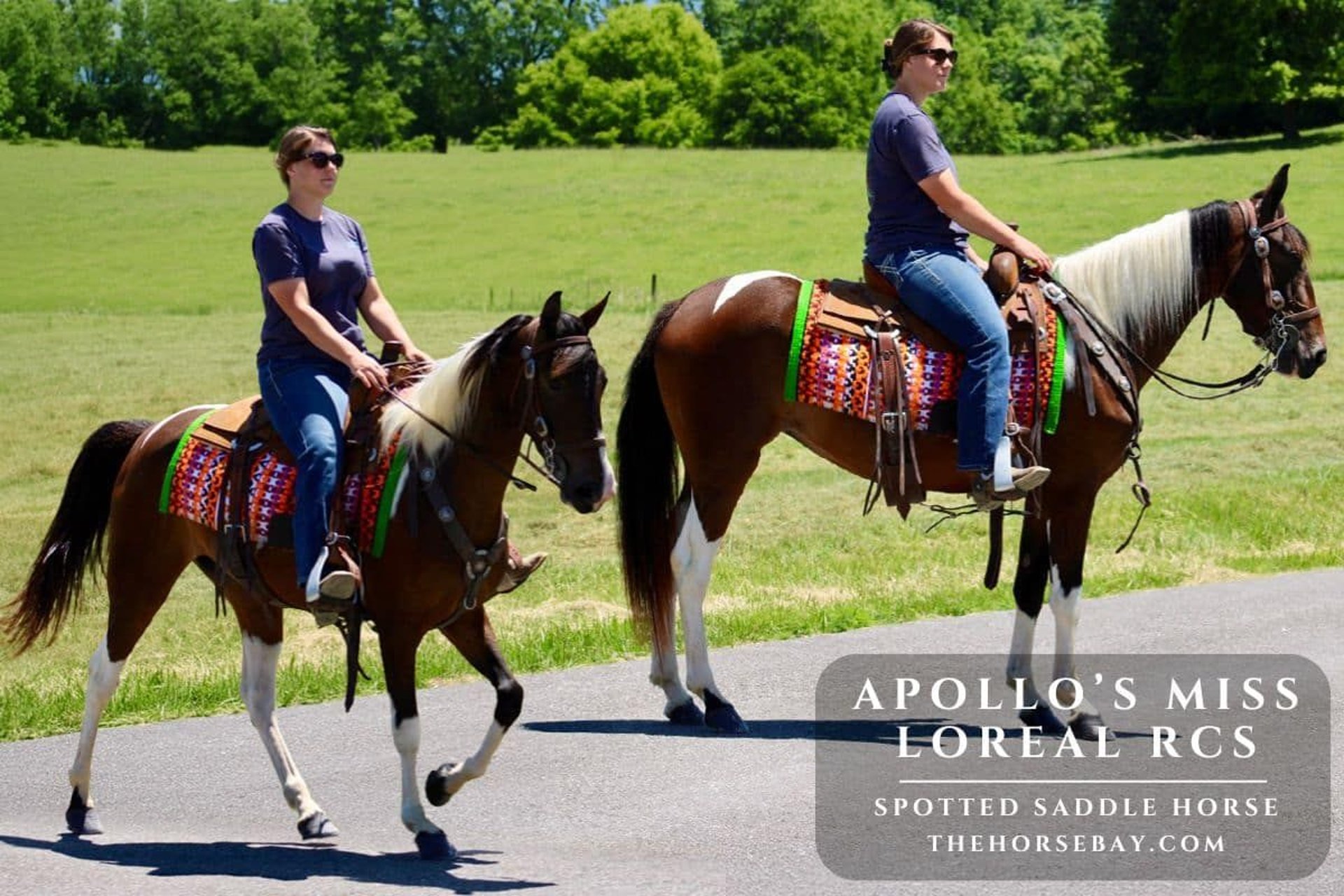 Spotted Saddle Horse Mare 4 years 15 hh Tobiano-all-colors in ...