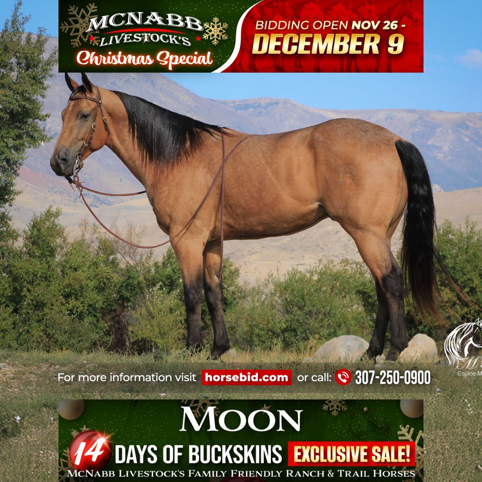 American Quarter Horse Wallach 4 Jahre 152 cm Buckskin in Cody