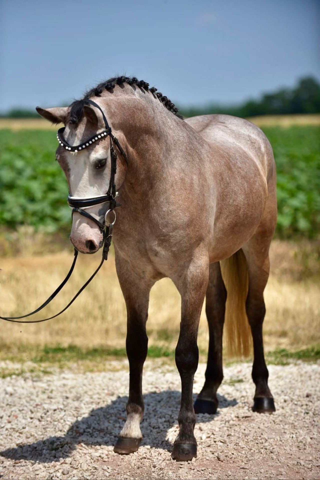 Welsh-D Stute 5 Jahre 148 cm Roan-Bay in Budapest