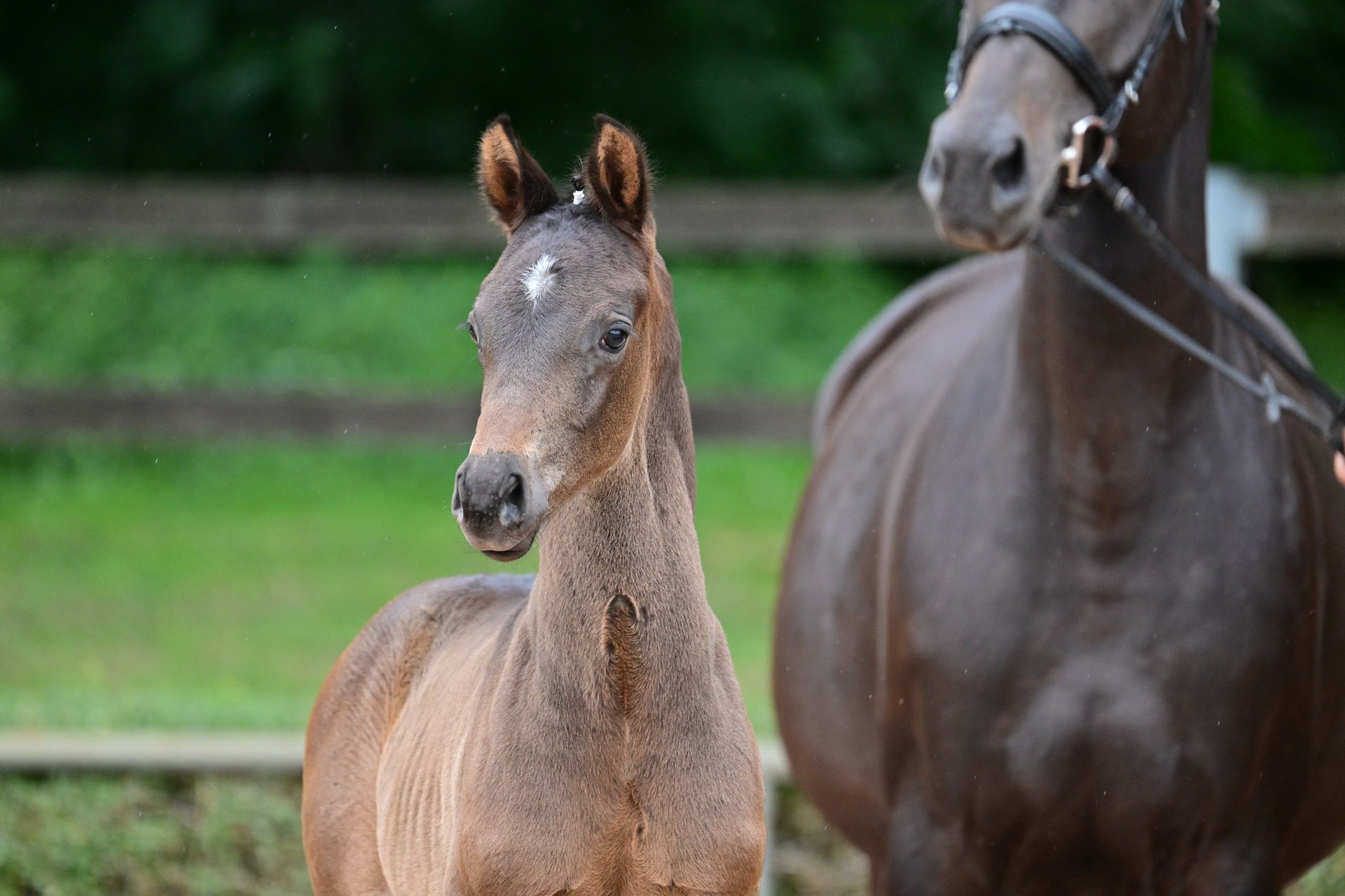 Tysk sporthäst Hingst Föl (05/2024) Mörkbrun in Magdeburg