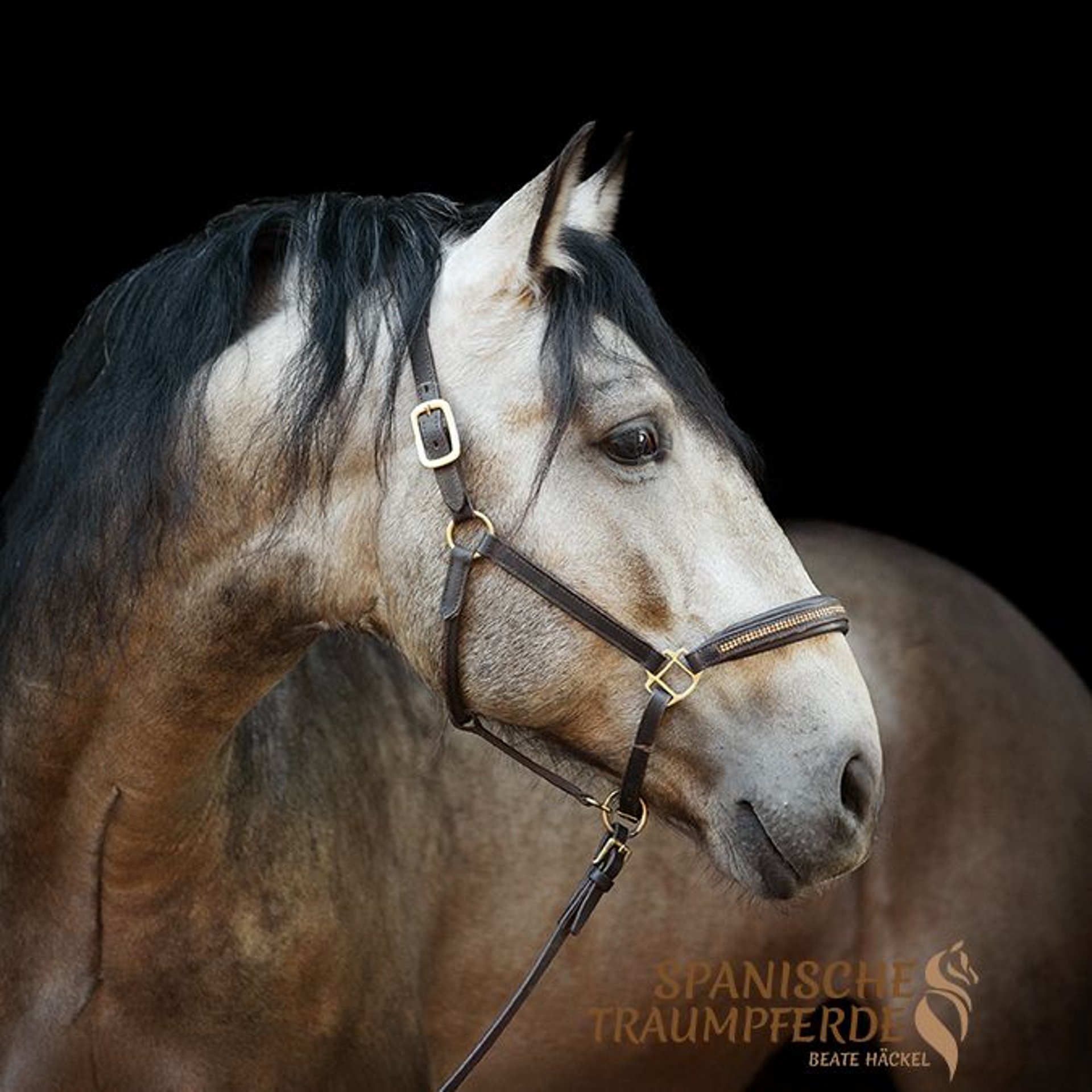PRE Hengst 4 Jahre 160 cm Falbe in Traventhal