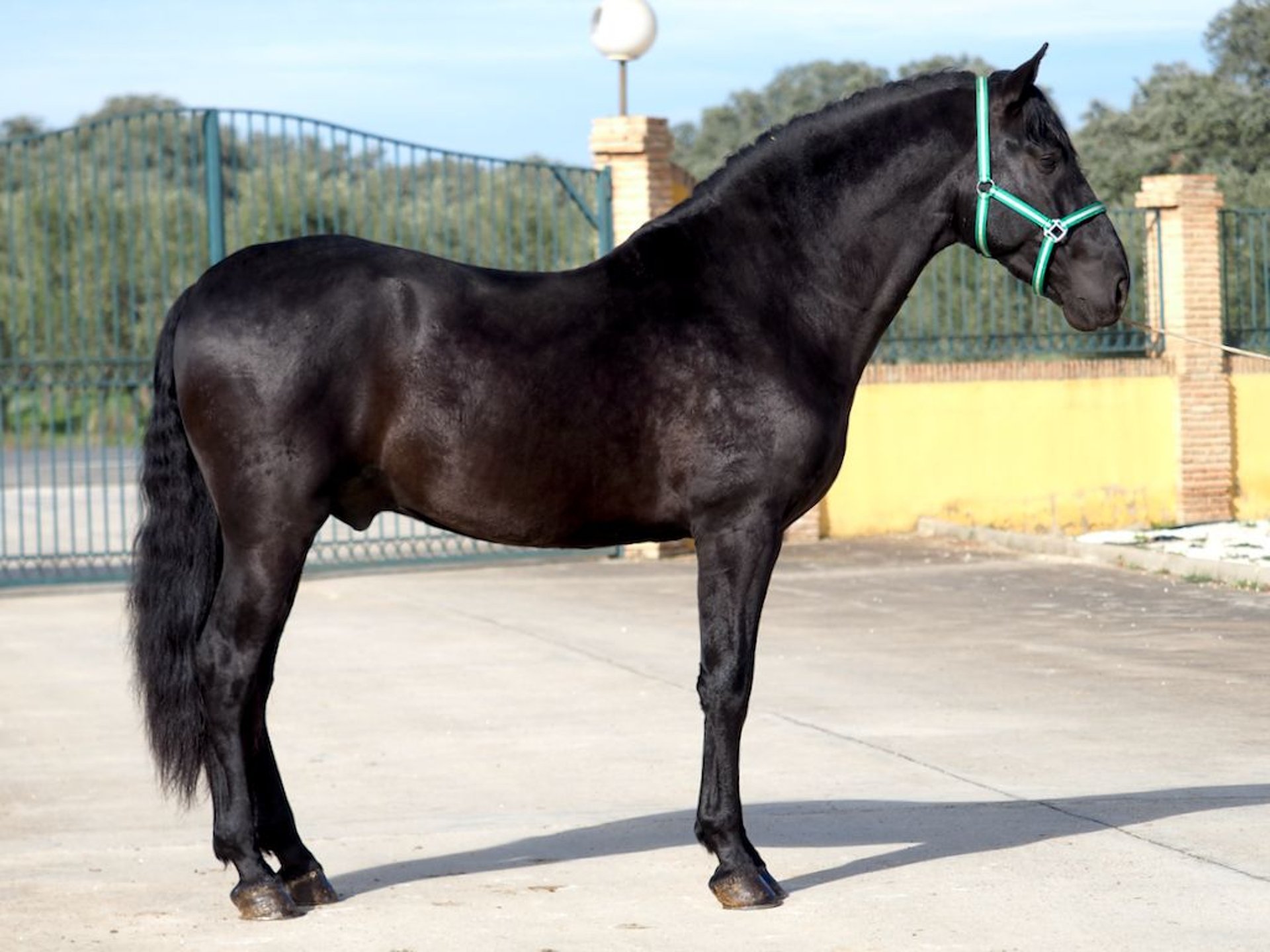 PRE Mix Hengst 6 Jahre 170 cm Rappe in NAVAS DEL MADRONO