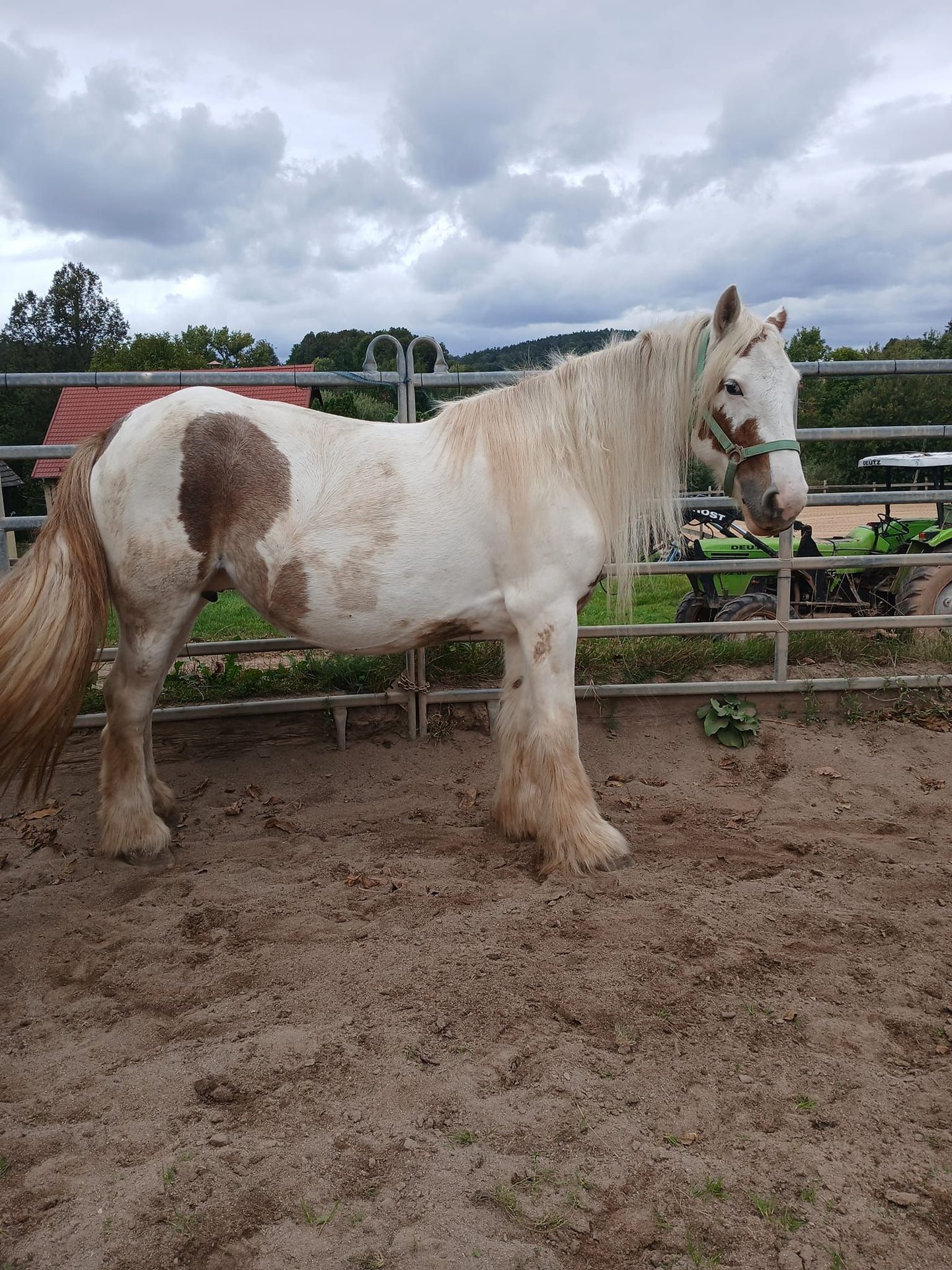 Gypsy Horse Mare 7 years 15,1 hh Chestnut-Red in Klecza Wlen