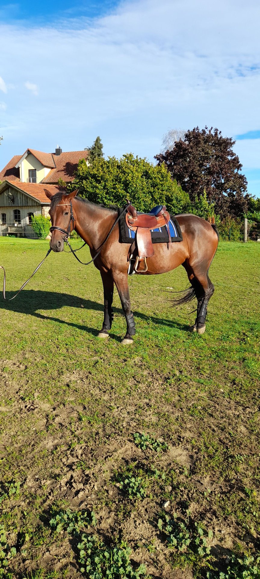 German Trotter Mare 8 years 16,1 hh Bay-Dark in Neuburg an der Donau