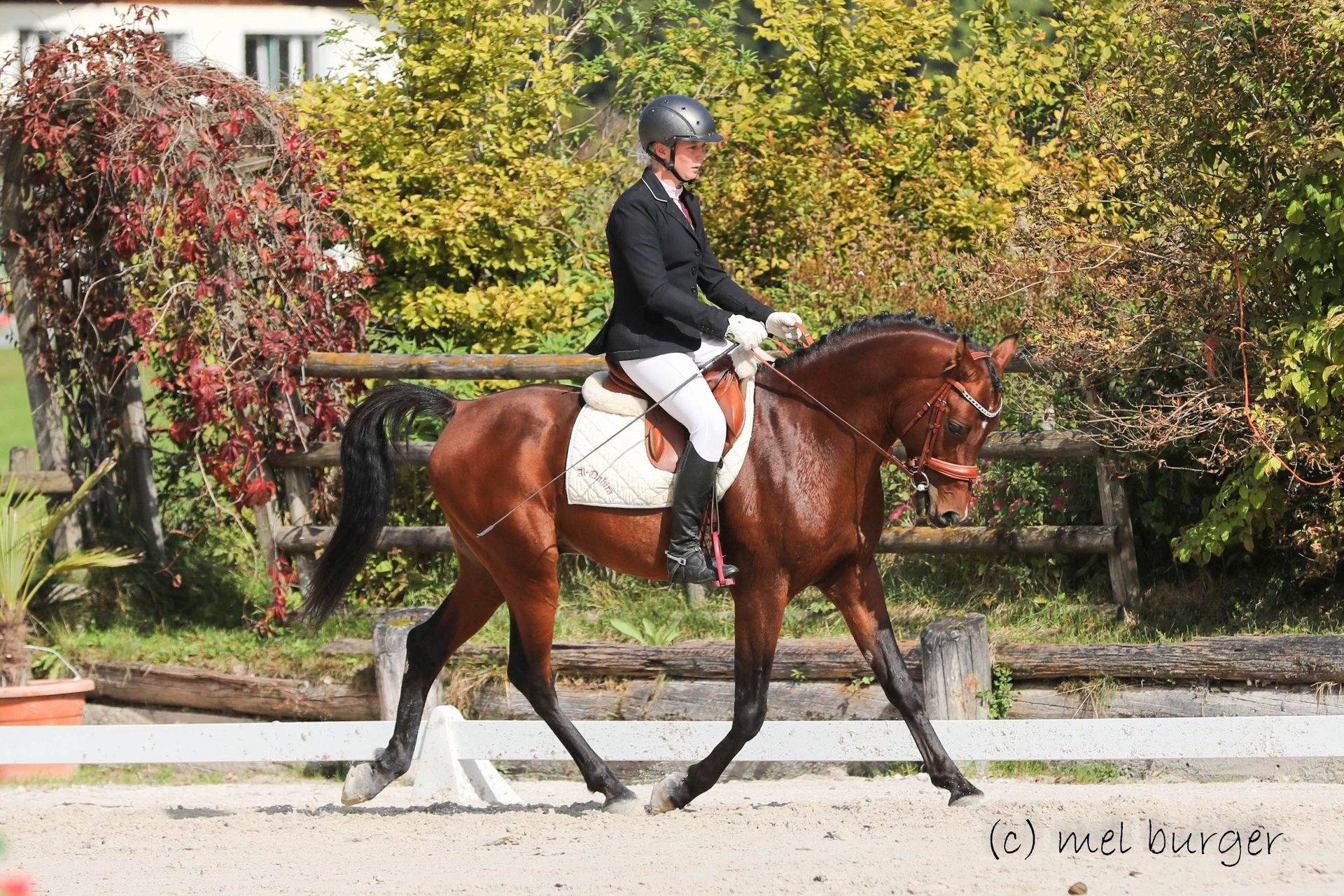 Arabian horses Stallion 9 years 15 hh Brown in Söll