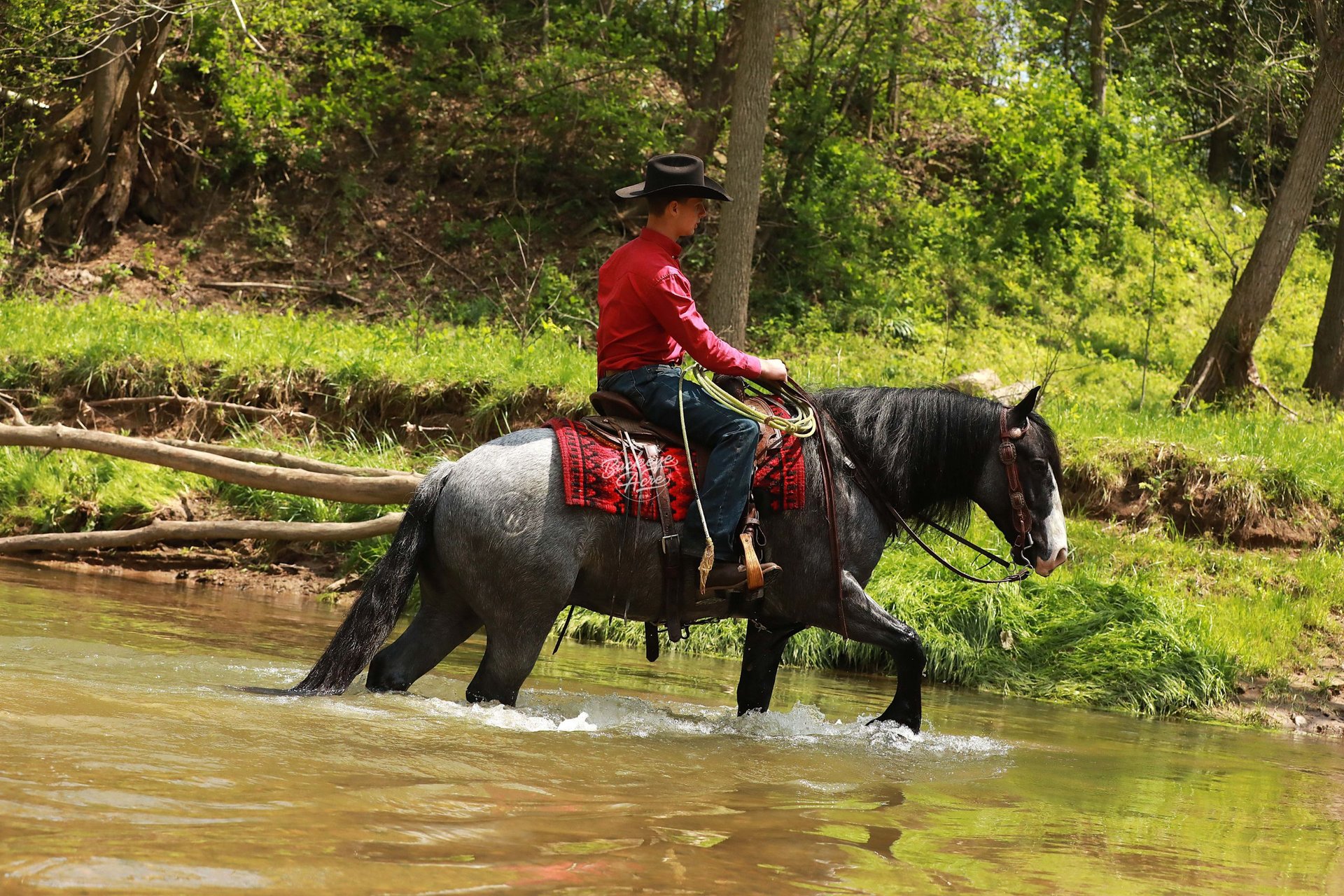 Gypsy Horse Mix Gelding 5 years 14,1 hh Roan-Blue in Millersburg