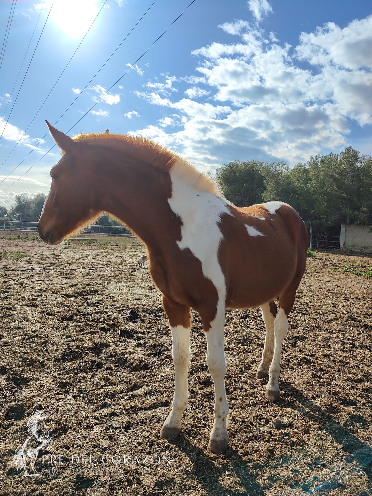 Andalusier Hengst 3 Jahre 160 cm Schecke in Hamburg
