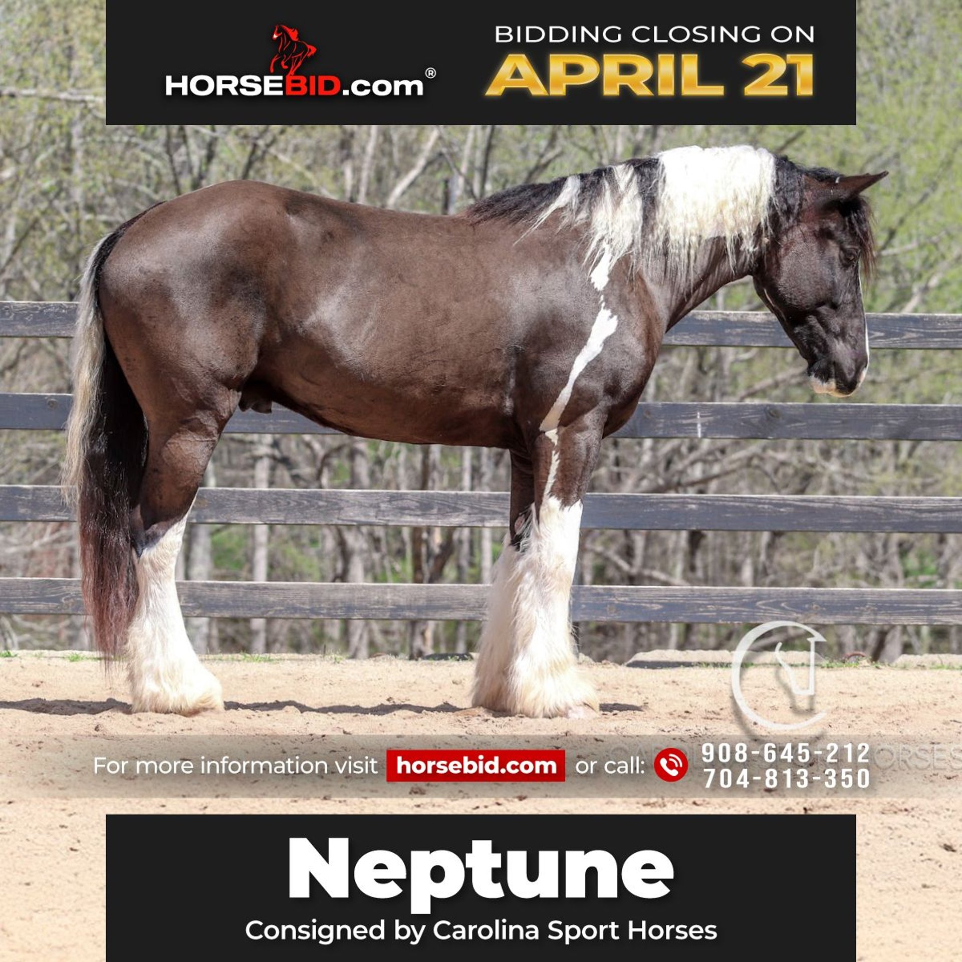Gypsy Horse Mix Gelding 5 years 16,1 hh in Clover, SC