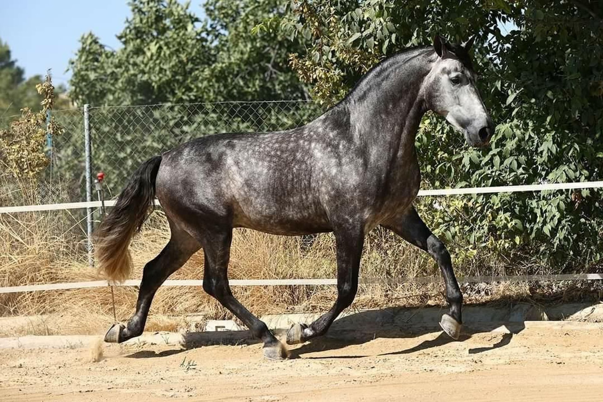 PRE Hingst 8 år 174 cm Grå in Caravaca De La Cruz