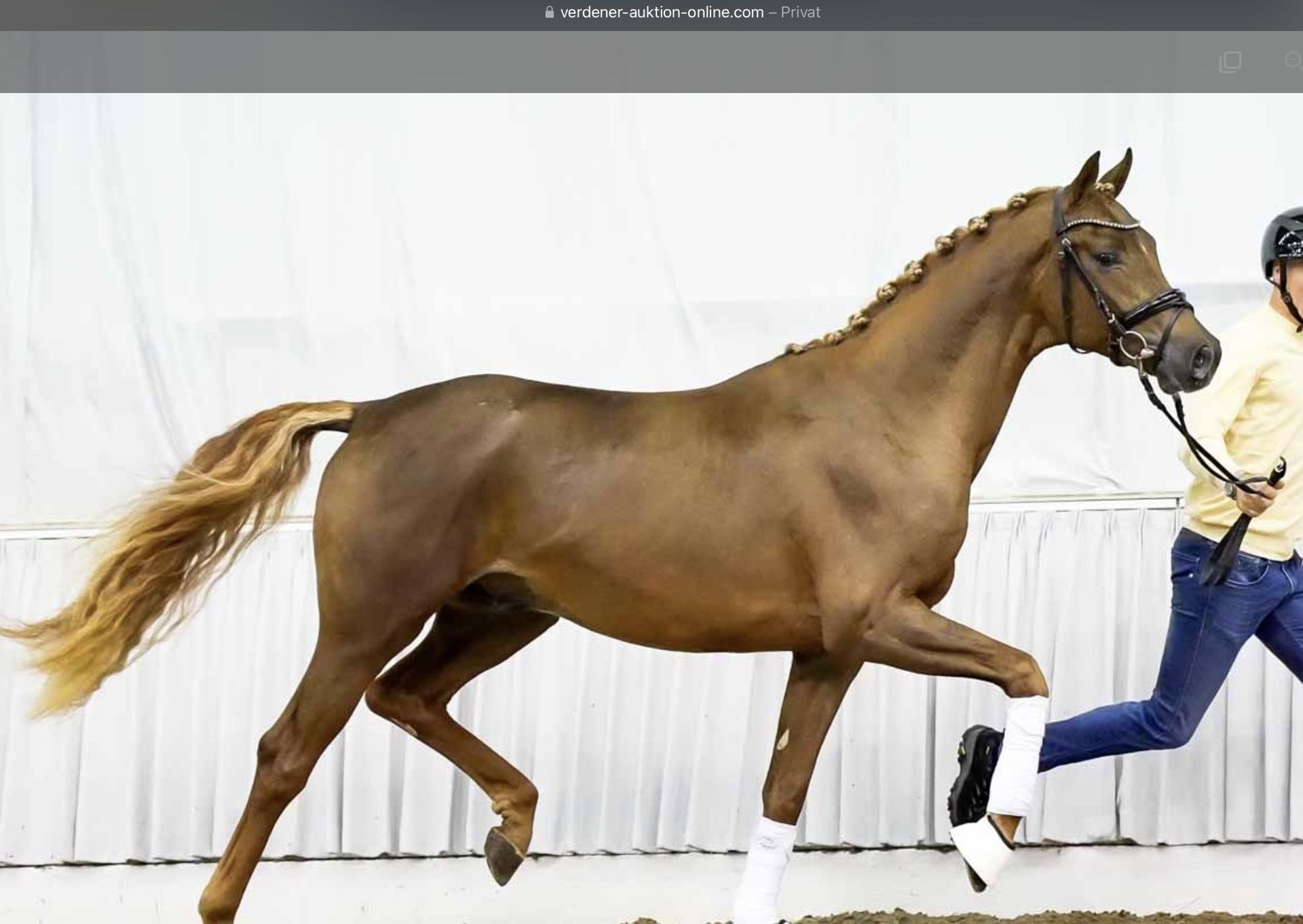 Hanoverian Gelding 3 years 16,2 hh Chestnut in Lentföhrden