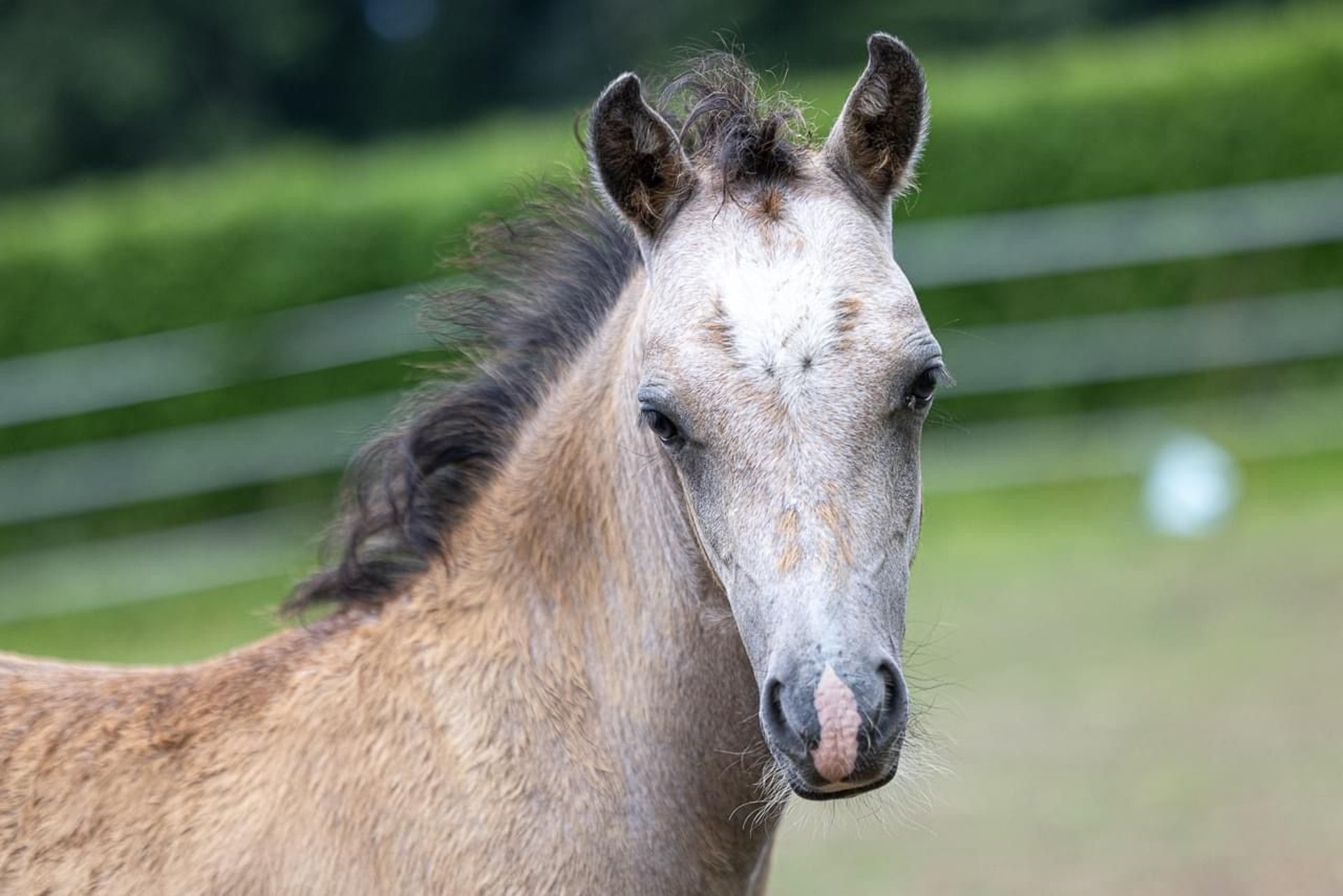 Welsh B Hingst Föl (05/2024) 130 cm Kan vara vit in Nussdorf