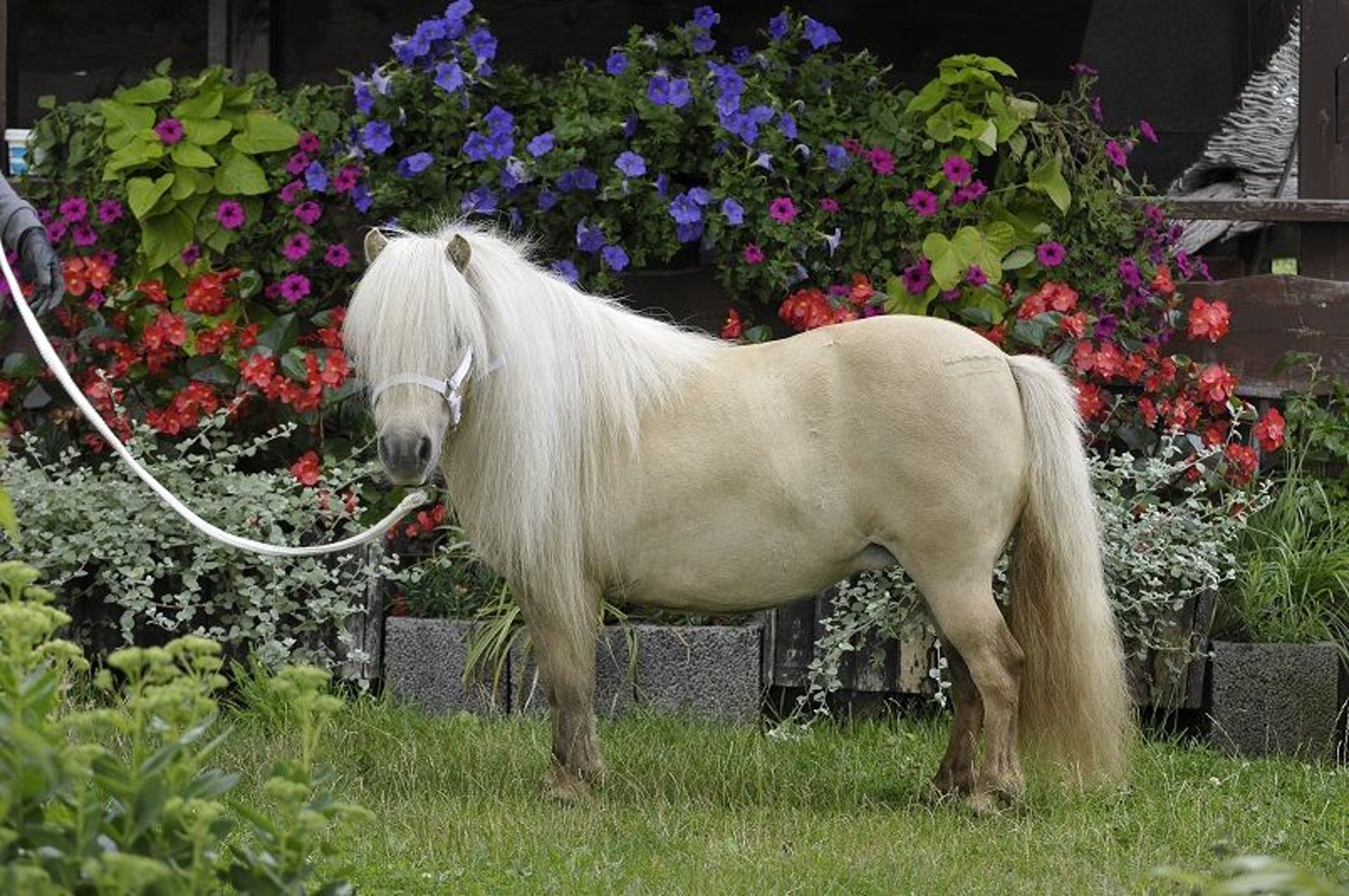 Shetland Ponies Mare 14 years 7,3 hh Palomino in Lodz