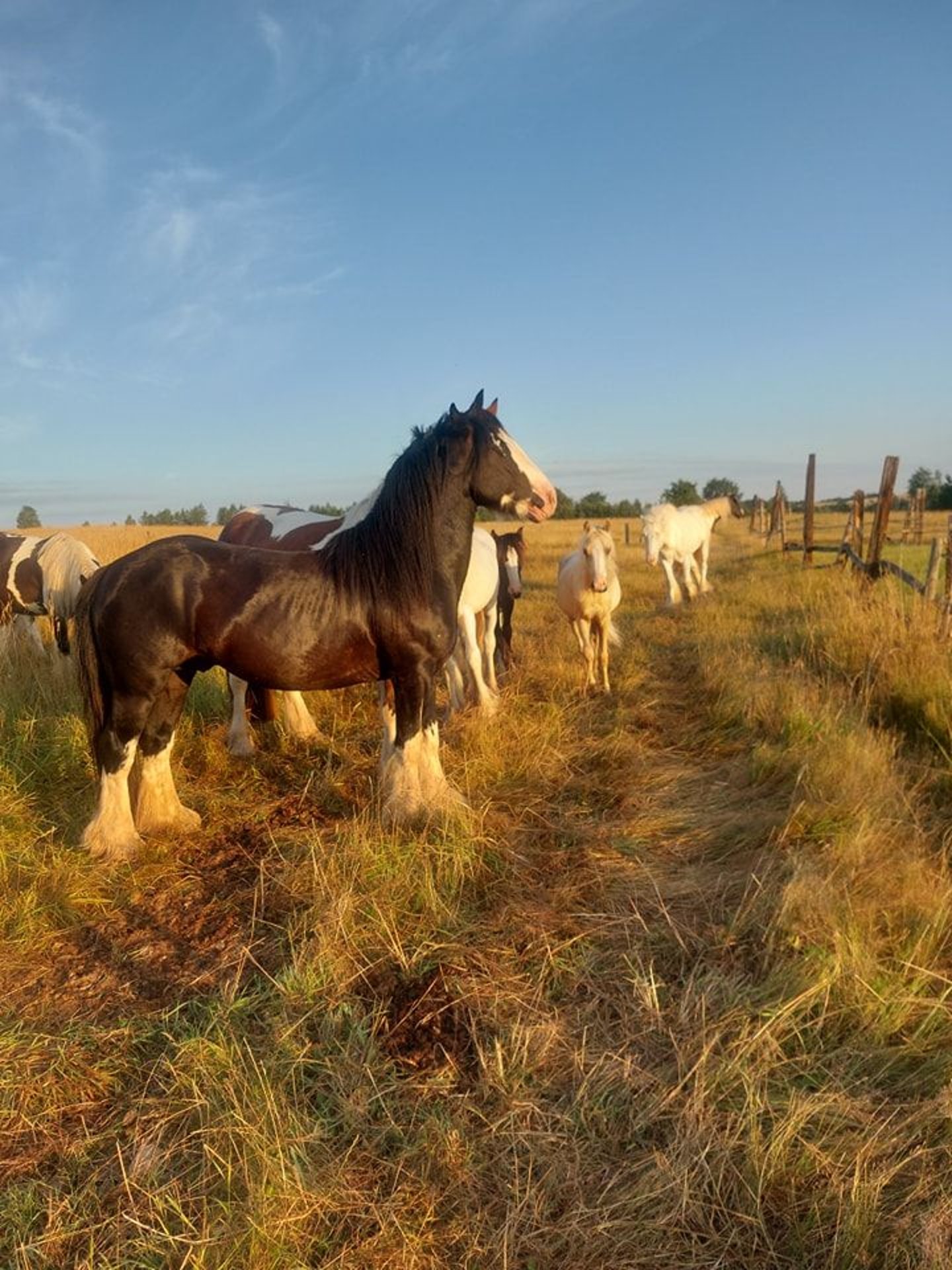 Gypsy Horse Stallion 5 years 14,1 hh Sabino in Wlen